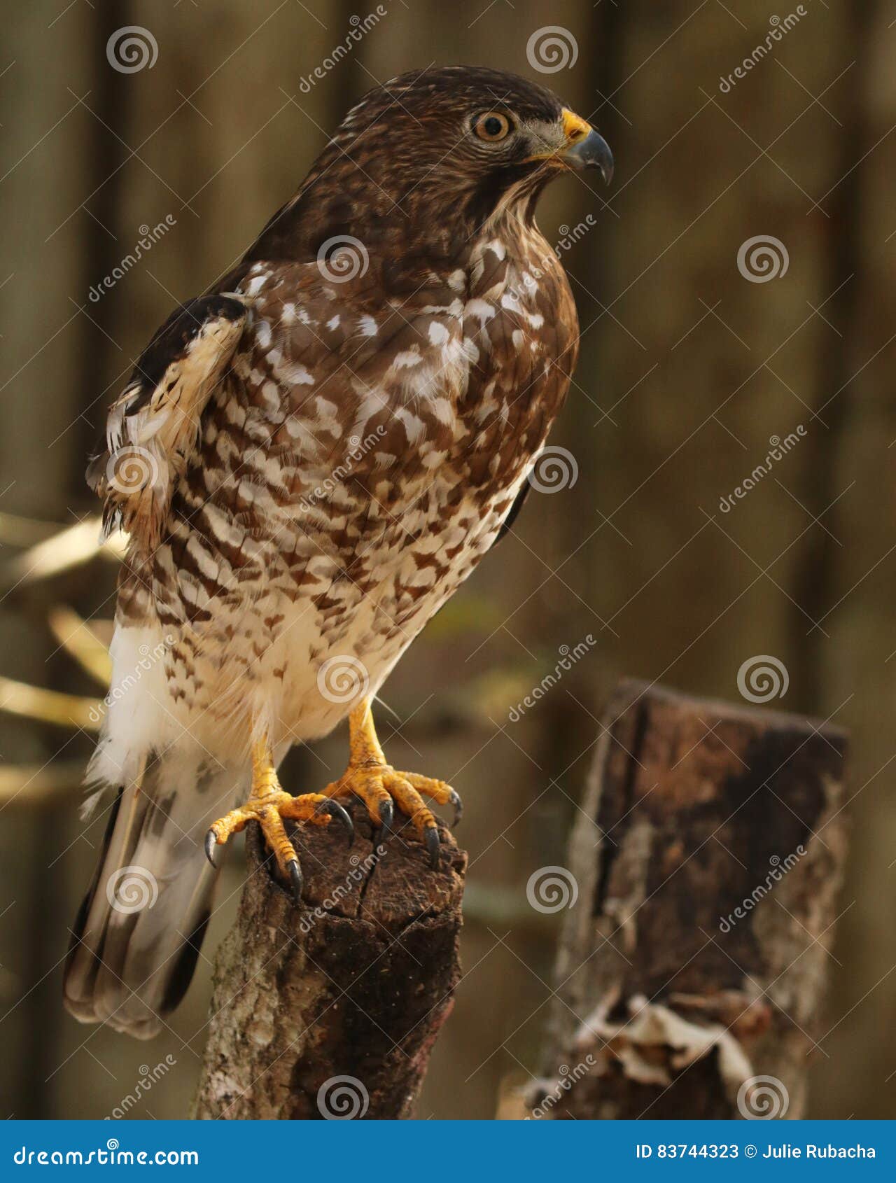 Cooper`s Hawk with a Nice Place To Rest Stock Image - Image of cooperii ...