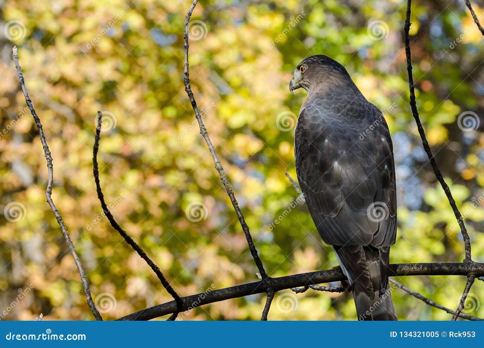 Cooper`s Hawk Perched in an Autumn Tree Stock Image - Image of stripes ...