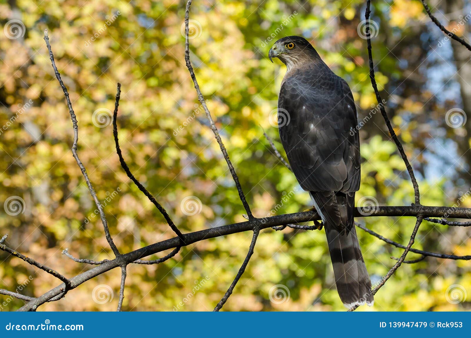 Cooper`s Hawk Perched in an Autumn Tree Stock Image - Image of golden ...