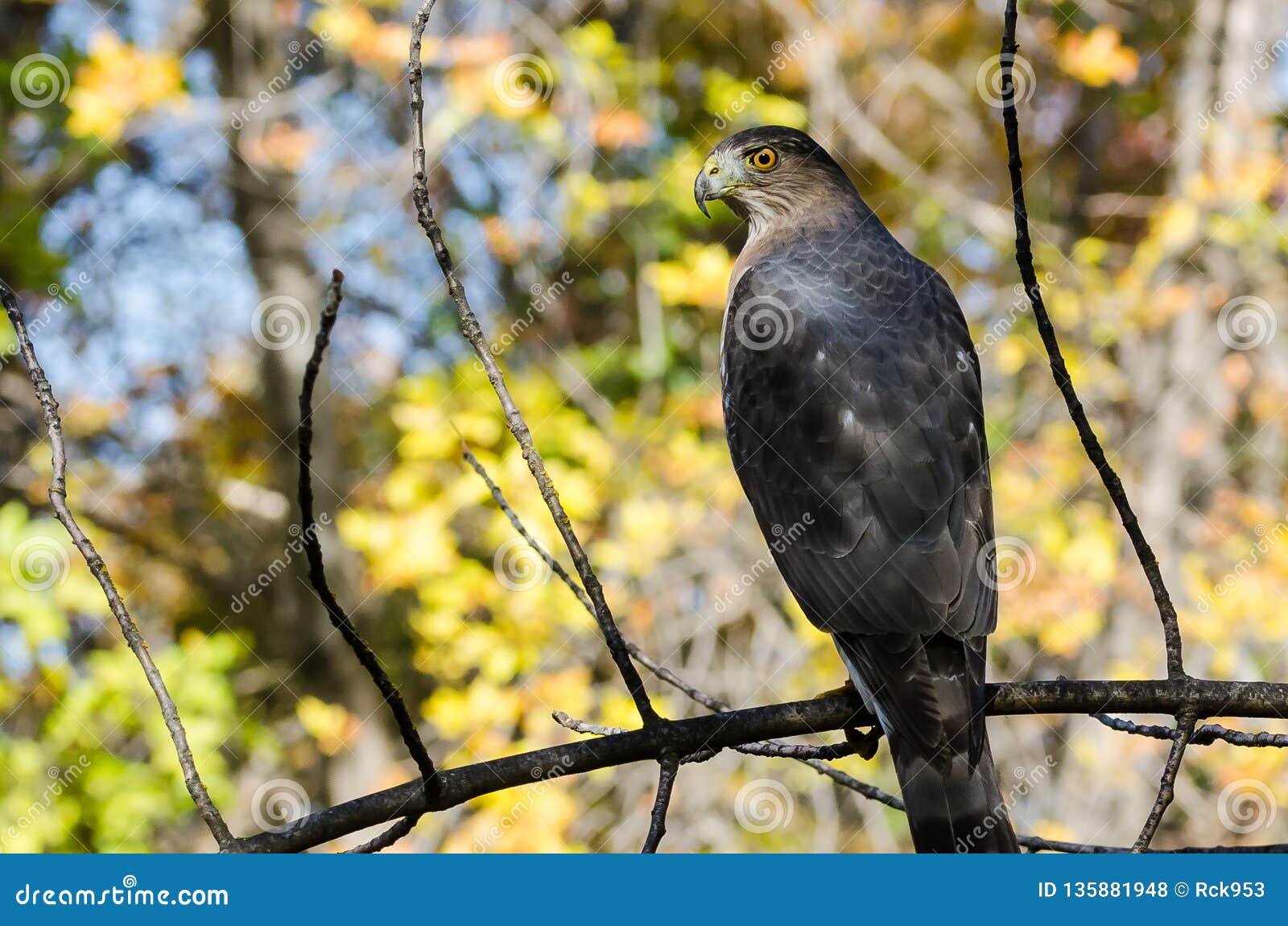 Cooper`s Hawk Perched in an Autumn Tree Stock Photo - Image of hawk ...