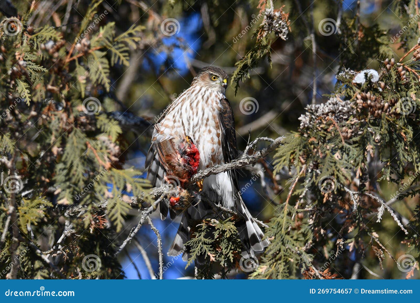 Cooper S Hawk Perched in a Cedar Tree with a Northern Cardinal Stock ...