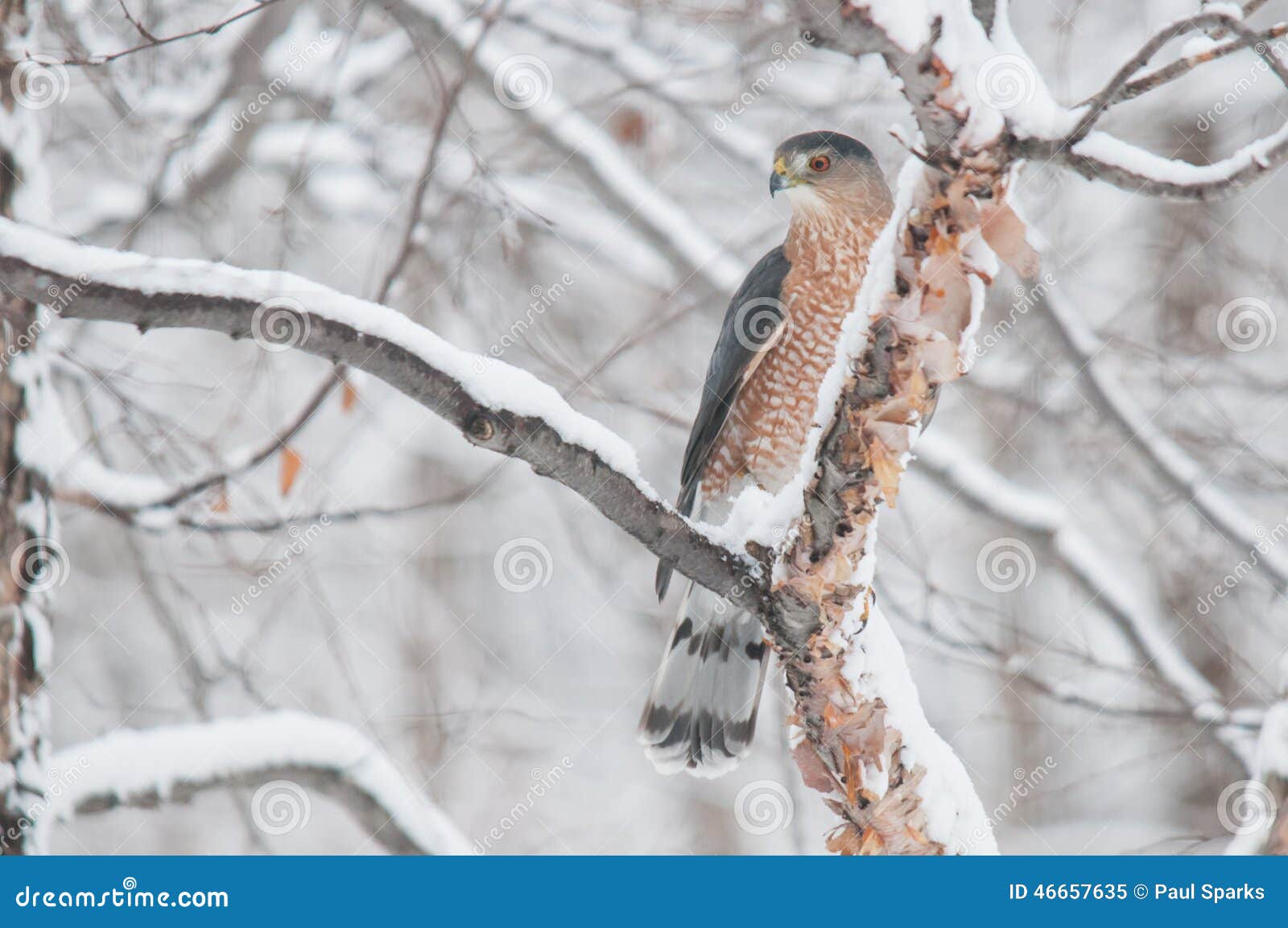 Cooper s Hawk stock image. Image of branch, outdoors - 46657635