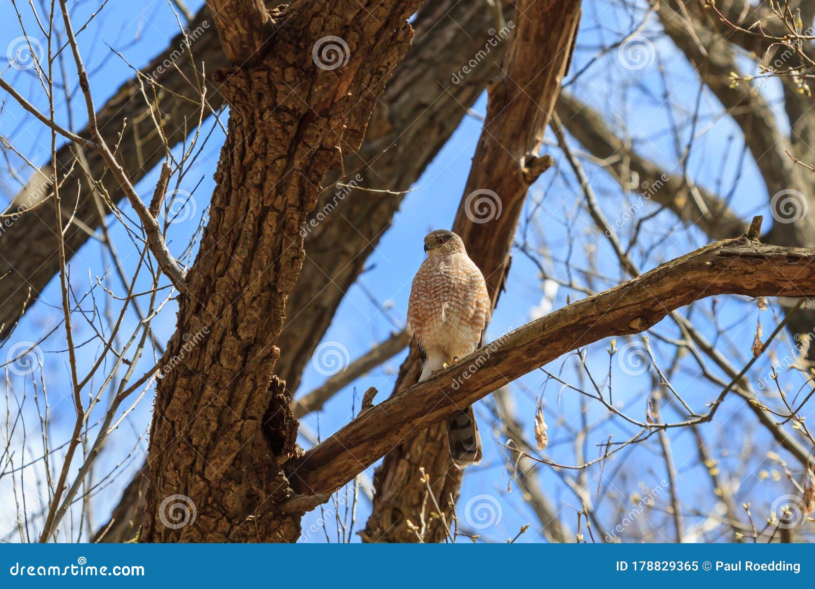 Cooper`s Hawk Perched in a Tree with Newly Emerging Leaves. Stock Image ...