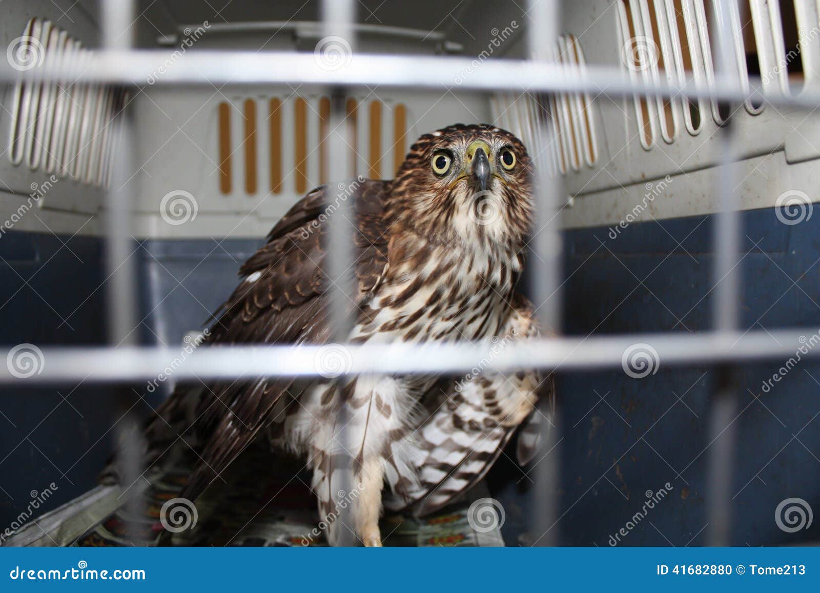 Cooper s hawk stock photo. Image of predator, hawk, raptor - 41682880