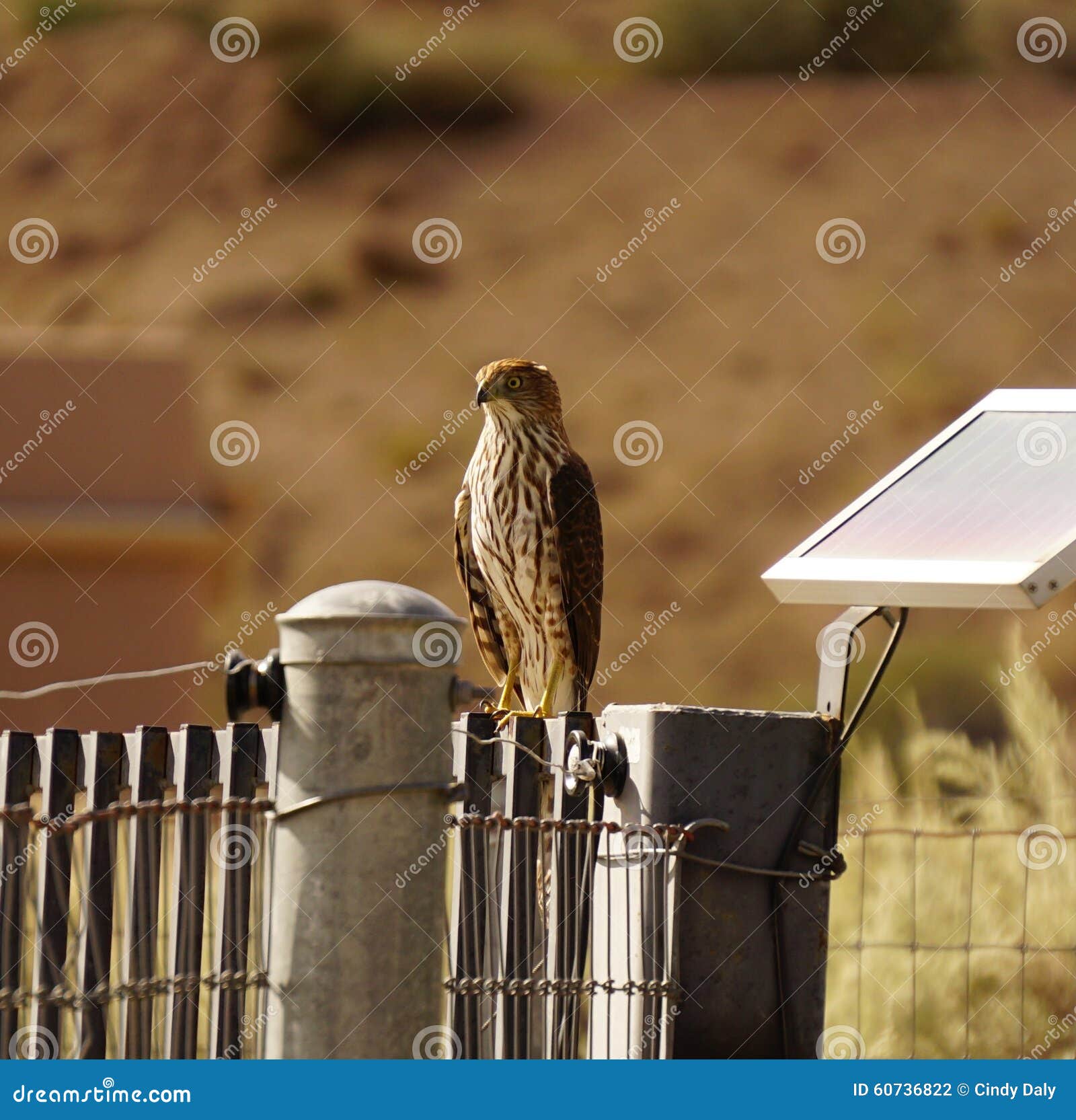 Cooper s hawk stock photo. Image of cooper, birds, large - 60736822