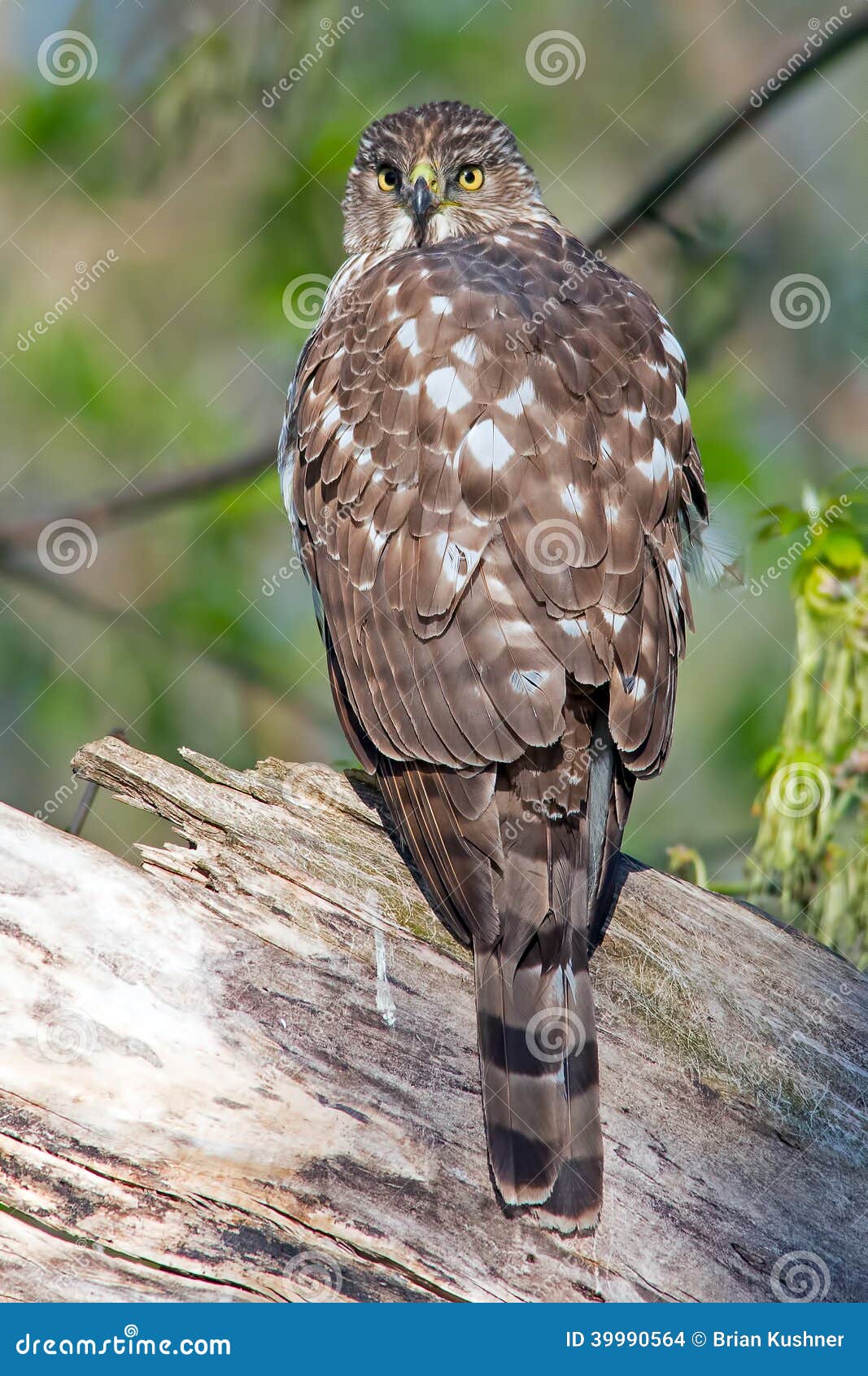 Cooper s Hawk stock photo. Image of head, perch, aware - 39990564