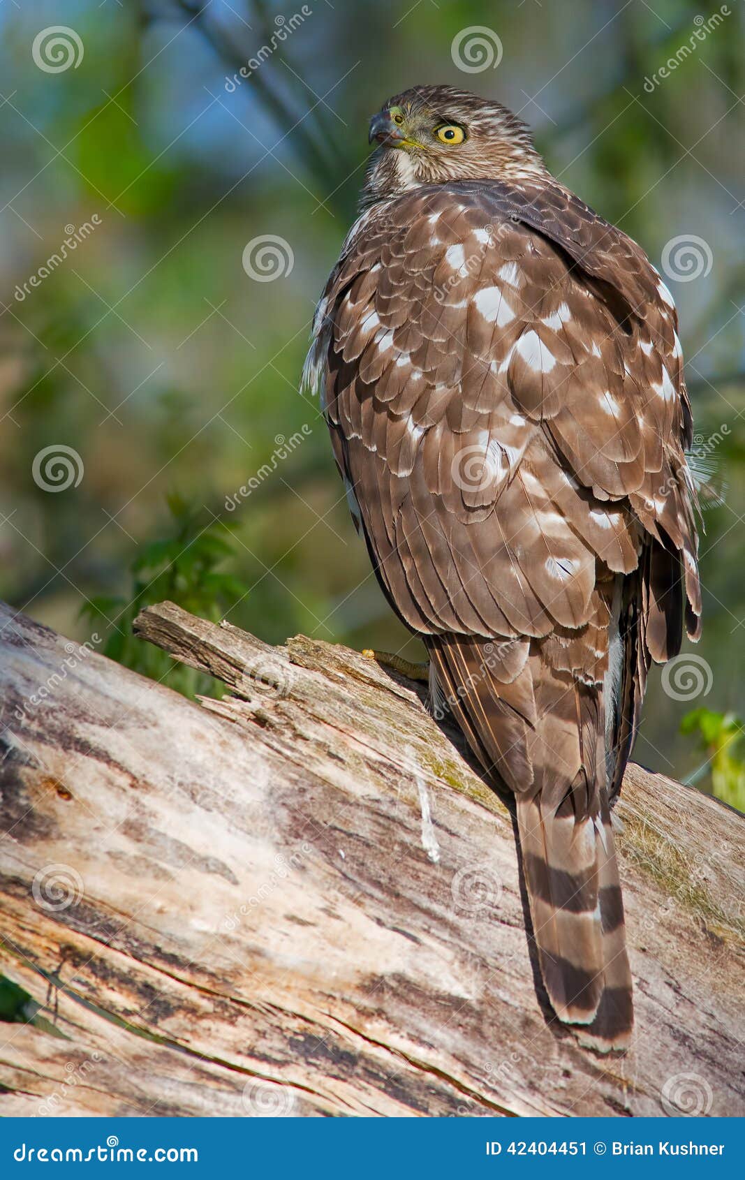 Cooper s Hawk stock image. Image of perch, plumage, green - 42404451