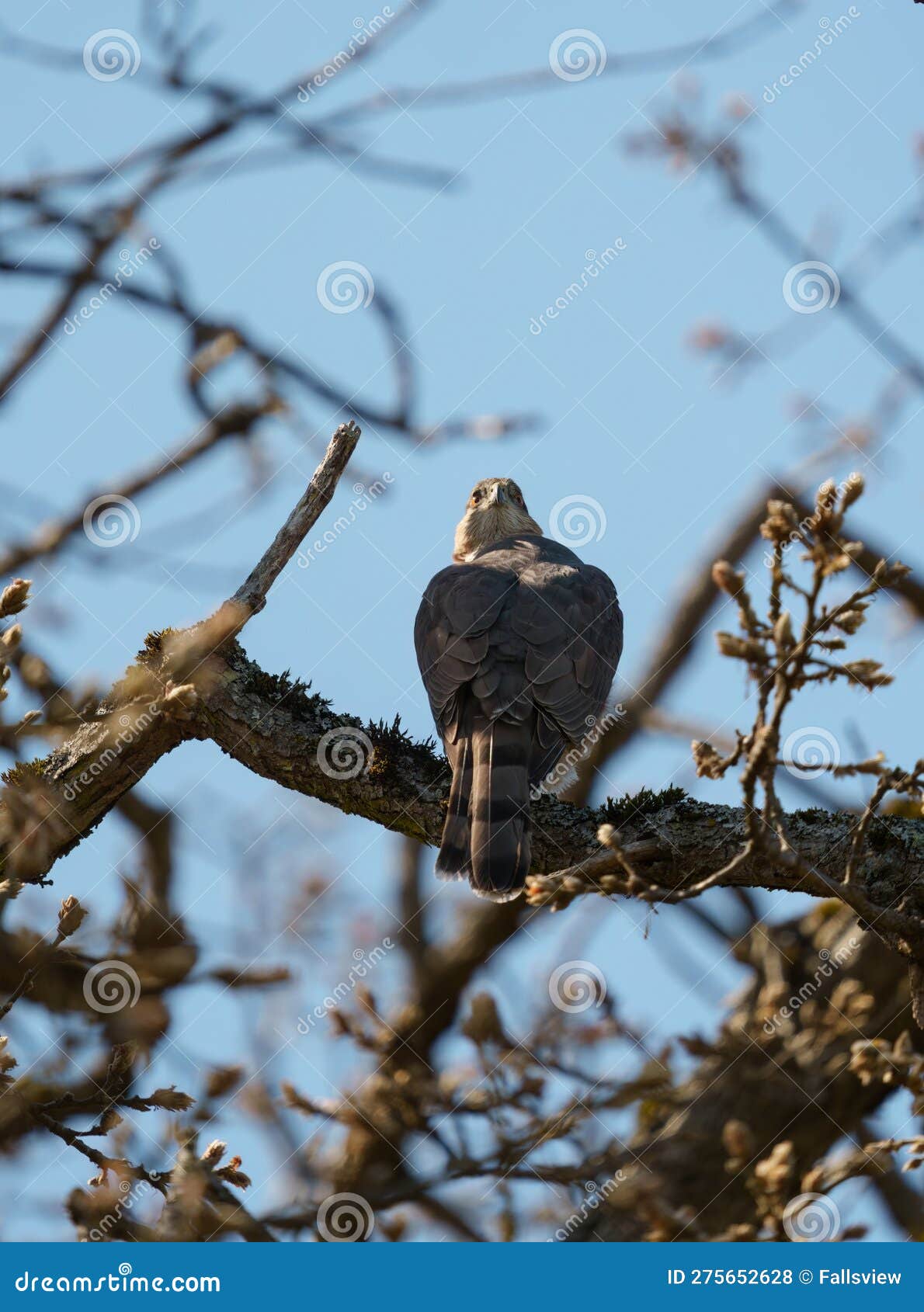 Cooper`s Hawk Resting on Branch Stock Photo - Image of coopers, search ...