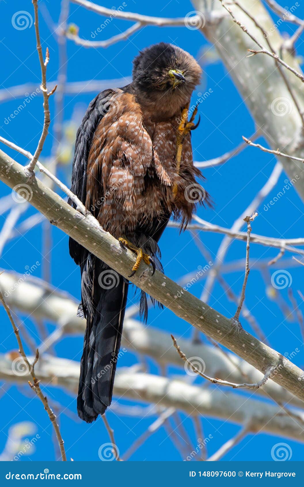 A Cooper`s Hawk `s Behavior Stock Photo - Image of plains, accipiter ...