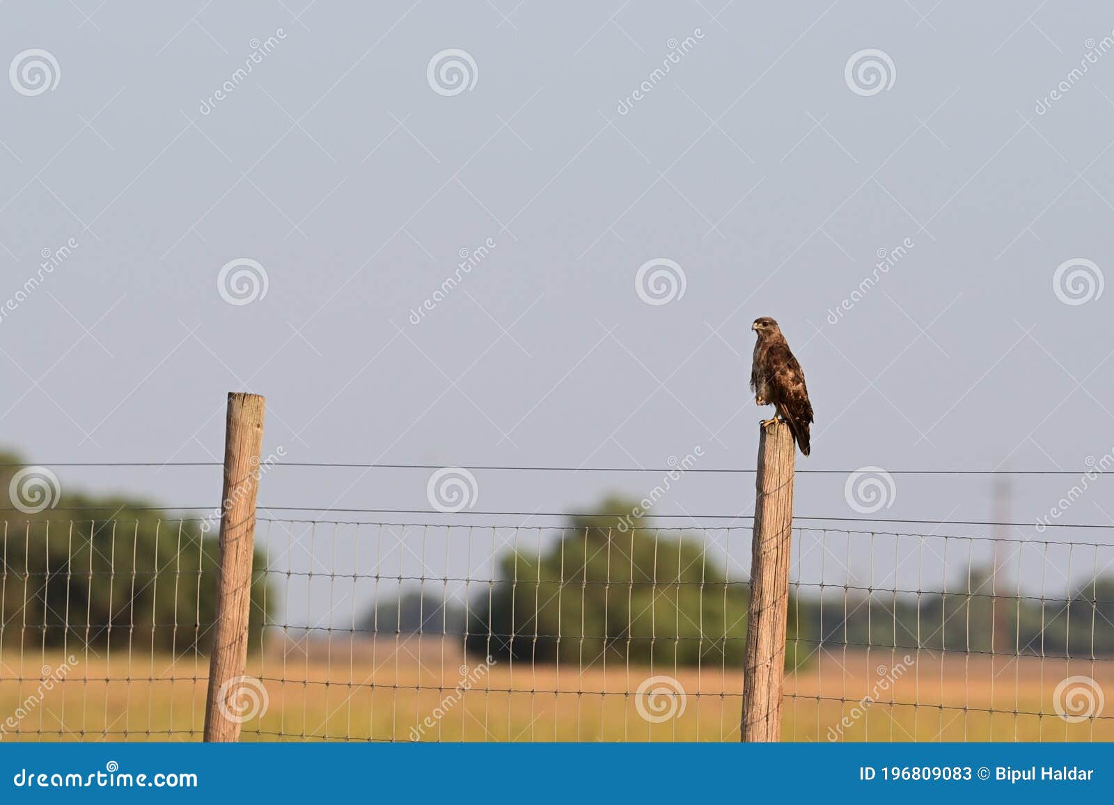 A Cooper`s Hawk stock image. Image of wildlife, bird - 196809083