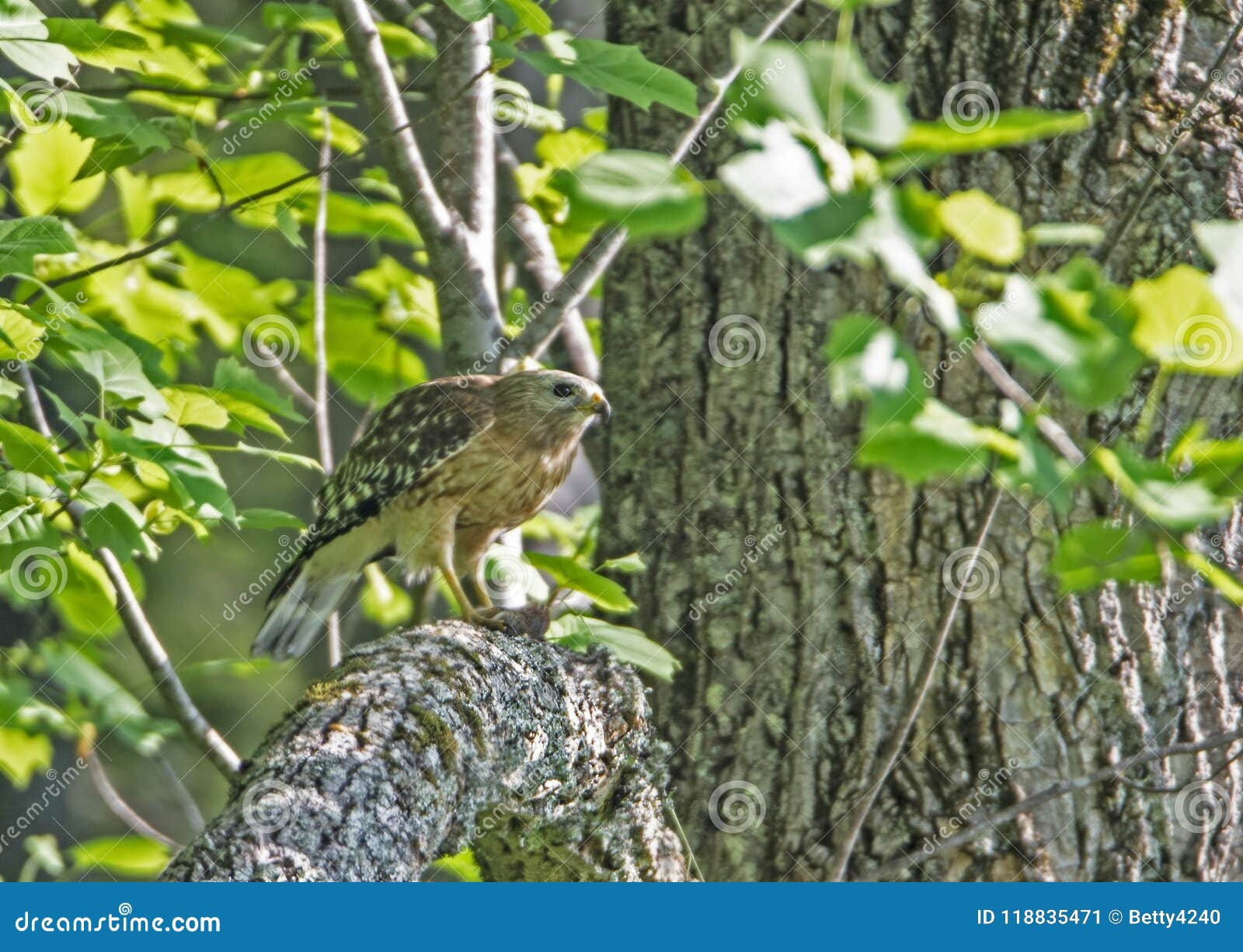 Cooper`s Hawk Sits on a Branch Guarding His Catch. Stock Image - Image ...