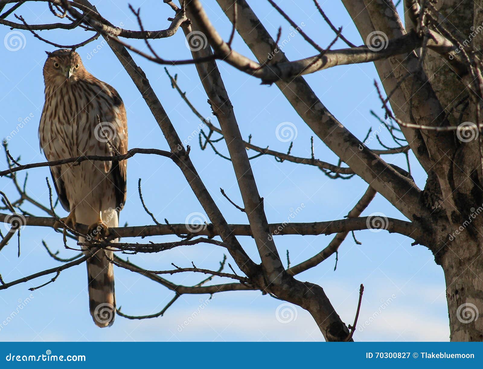 Hawk In Tree Royalty-Free Stock Photography | CartoonDealer.com #110130383