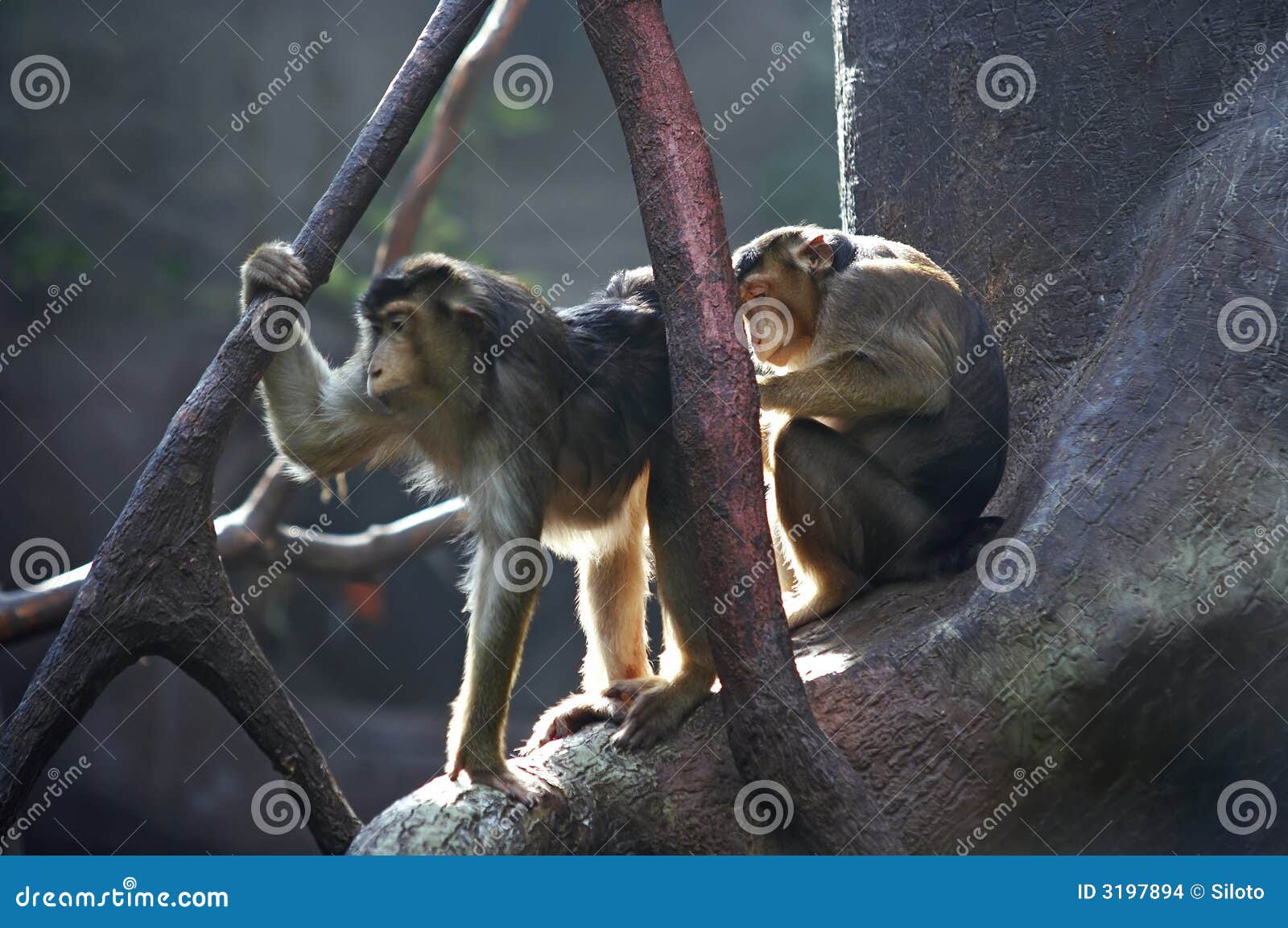 Cooperation stock photo. Image of silvery, animal, pongid - 3197894
