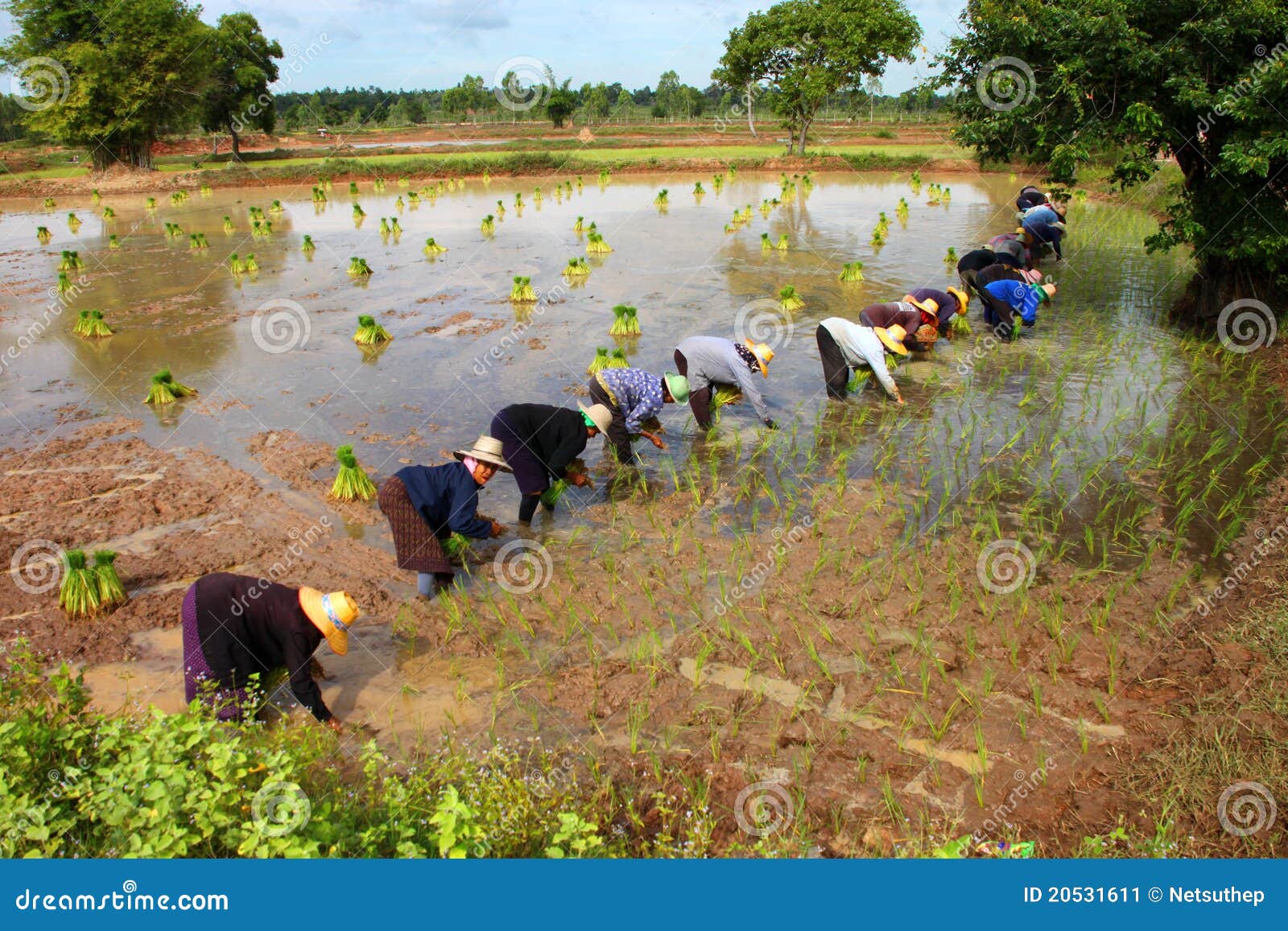Cooperation in Jasmine Rice Field Editorial Photo - Image of farming ...