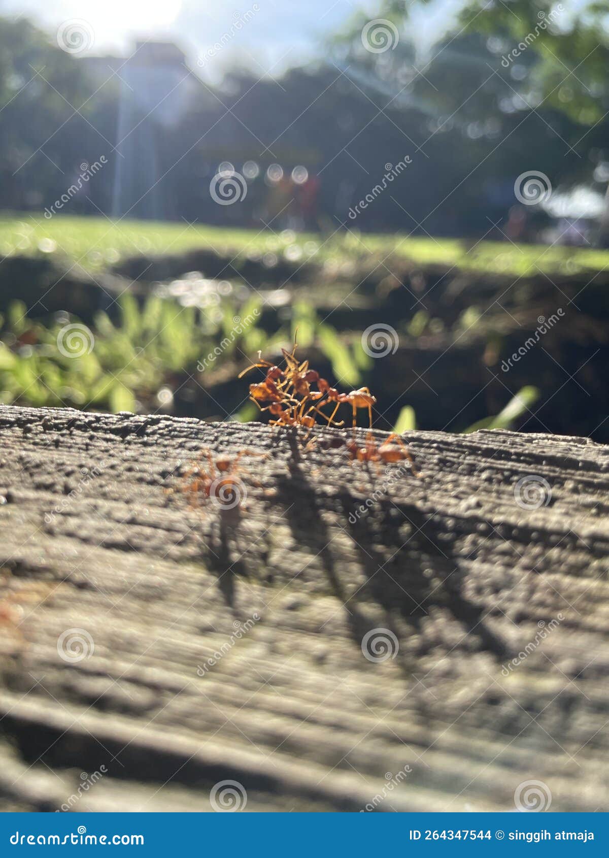 Cooperation and Responsibility in the Team of Ants Stock Photo - Image ...