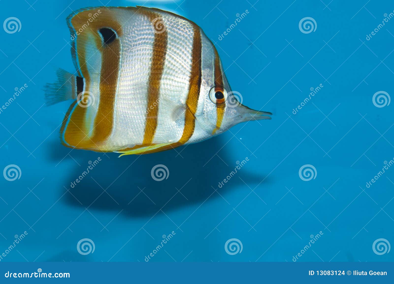 Cooperband Butterflyfish in Aquarium Stock Photo - Image of rostratus ...