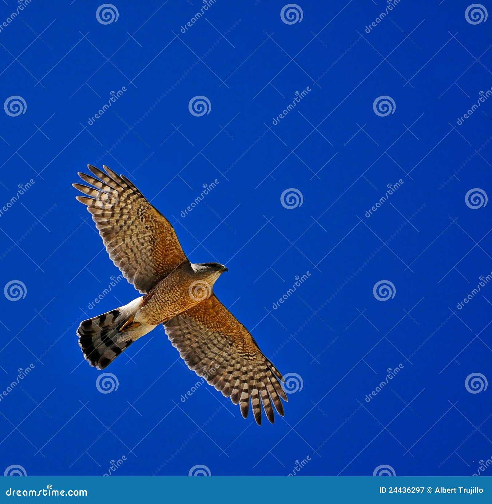 Coopers Hawk stock image. Image of wildlife, hunter, hawk - 24436297