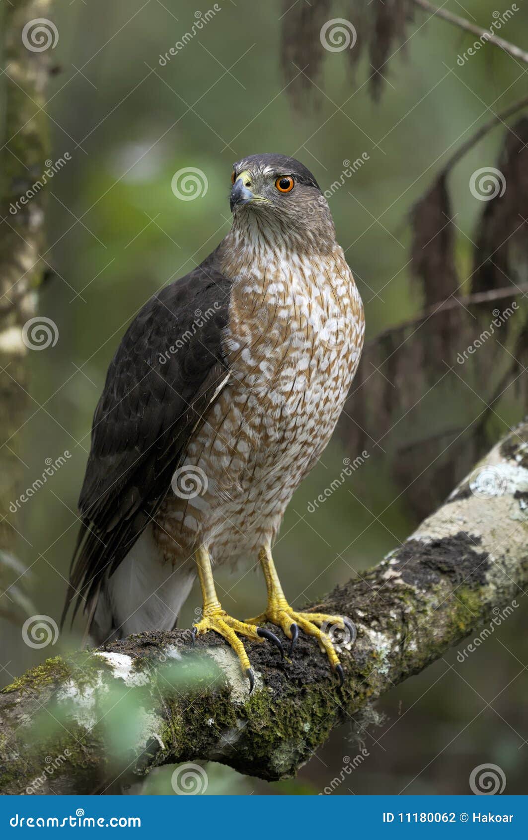 Coopers Hawk, Accipiter Cooperii Stock Photo - Image of looking, bird ...
