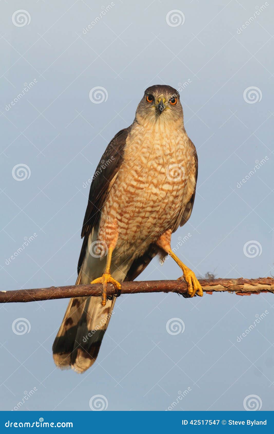 Coopers Hawk stock image. Image of accipiter, hawks, adult - 42517547