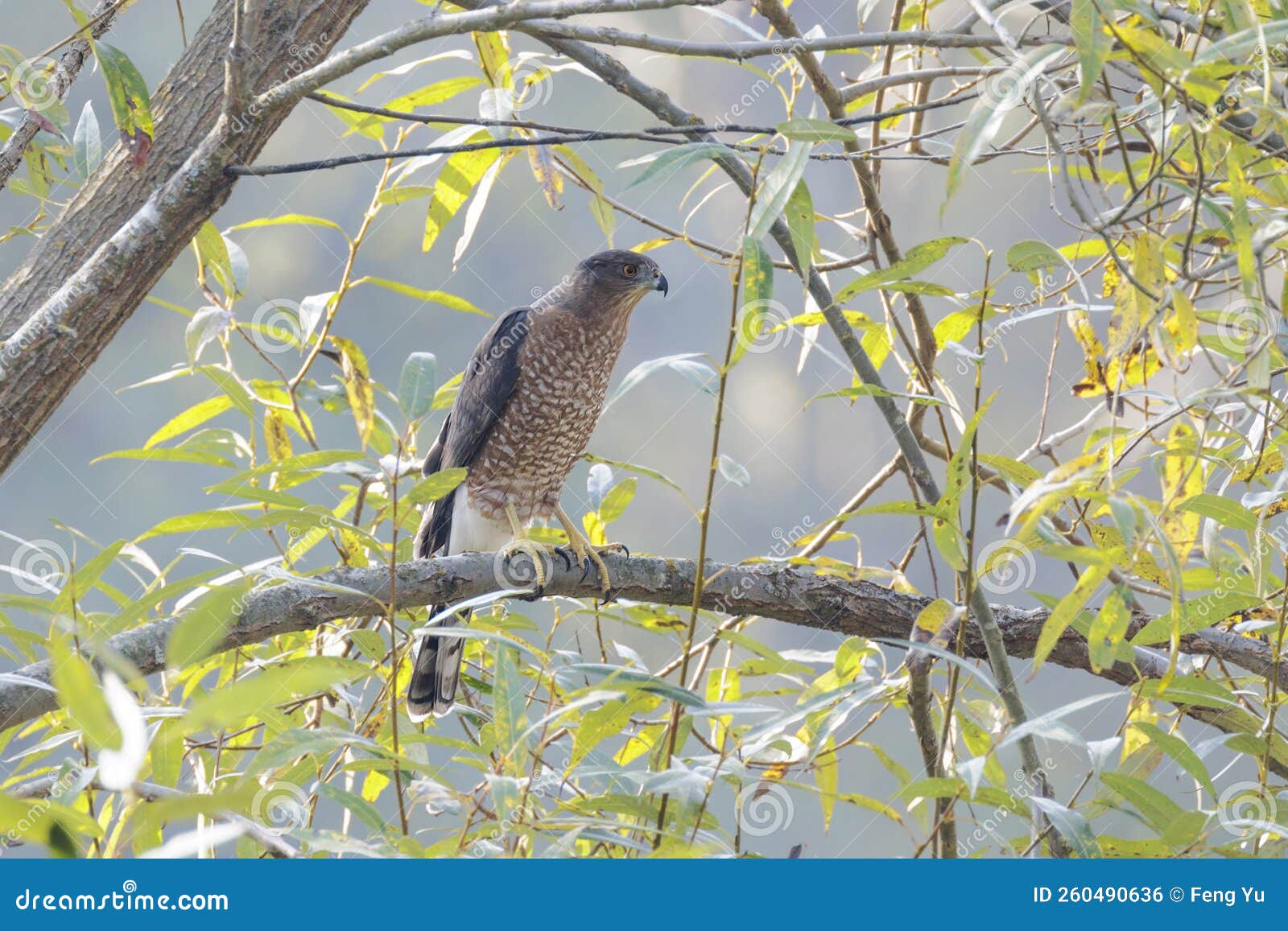 Coopers hawk bird stock photo. Image of wildlife, america - 260490636