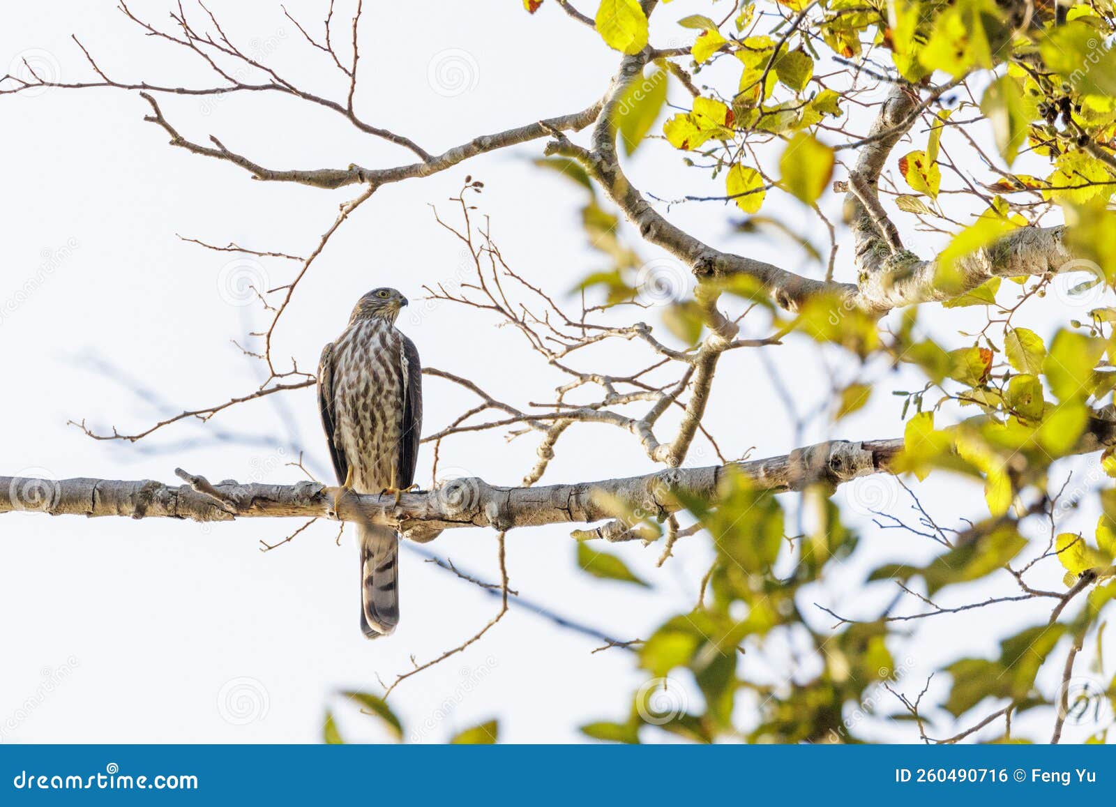 Coopers hawk bird stock photo. Image of animal, bird - 260490716