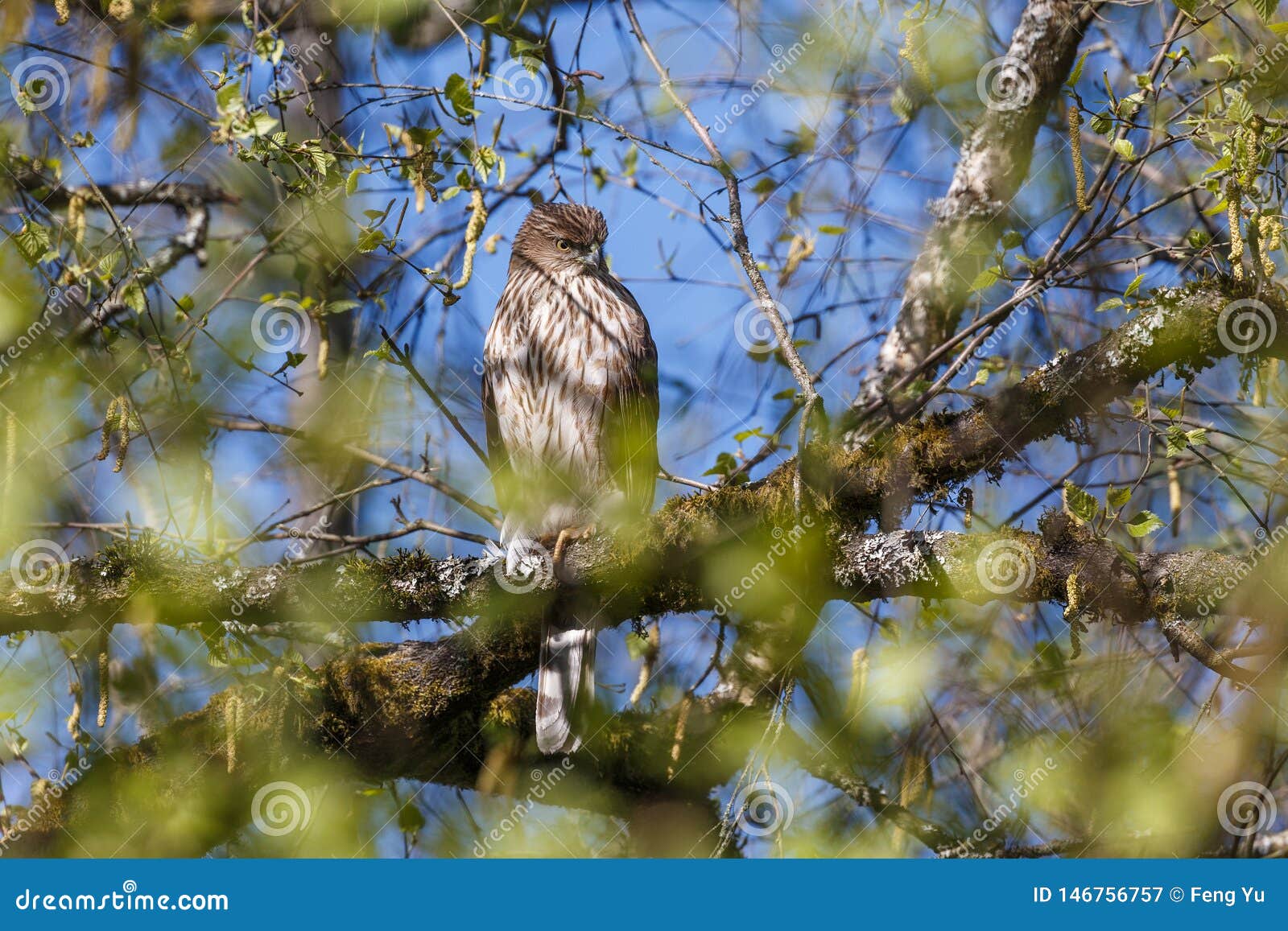 Coopers hawk bird stock image. Image of hawk, birds - 146756757