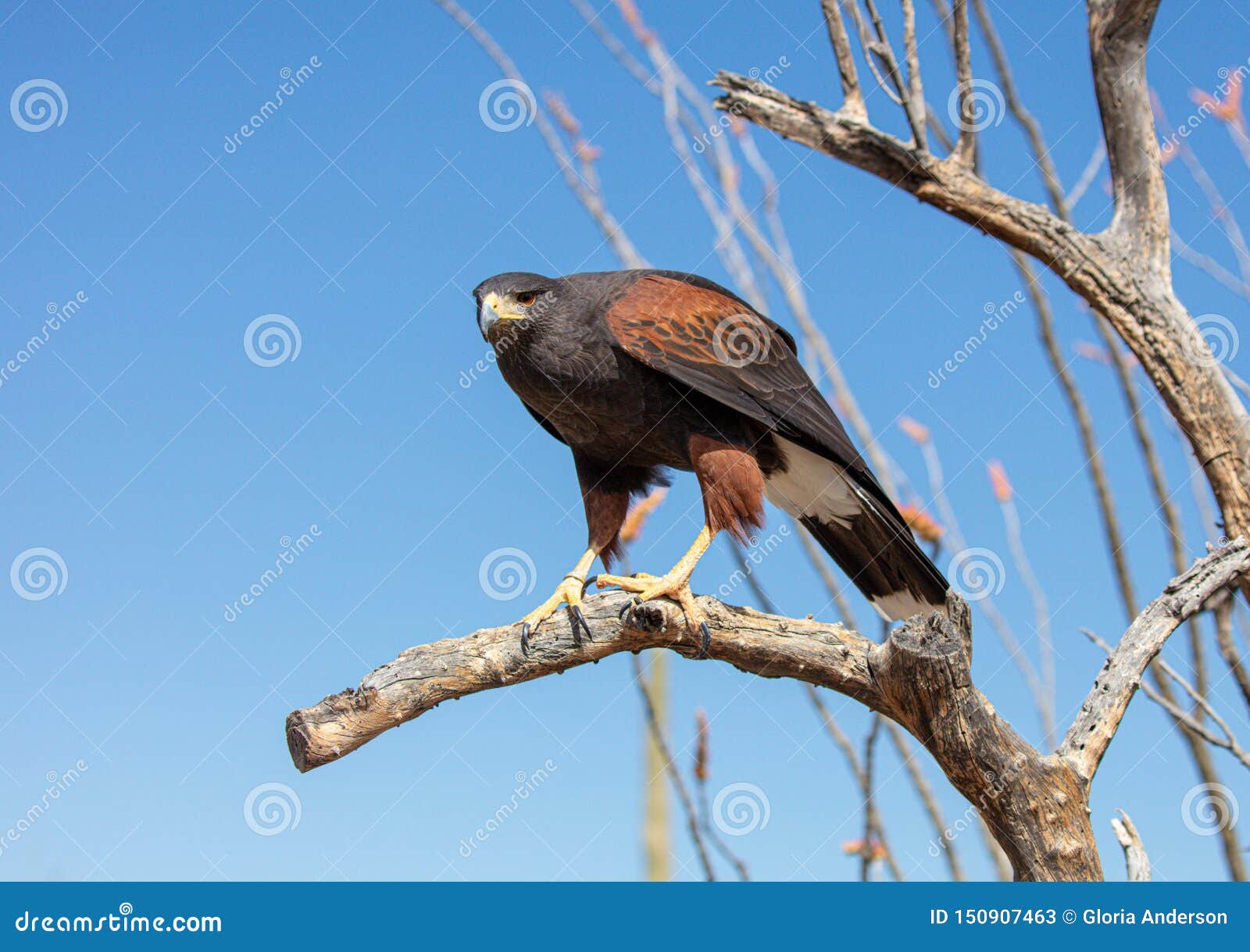 Coopers Hawk on a branch stock image. Image of hunting - 150907463