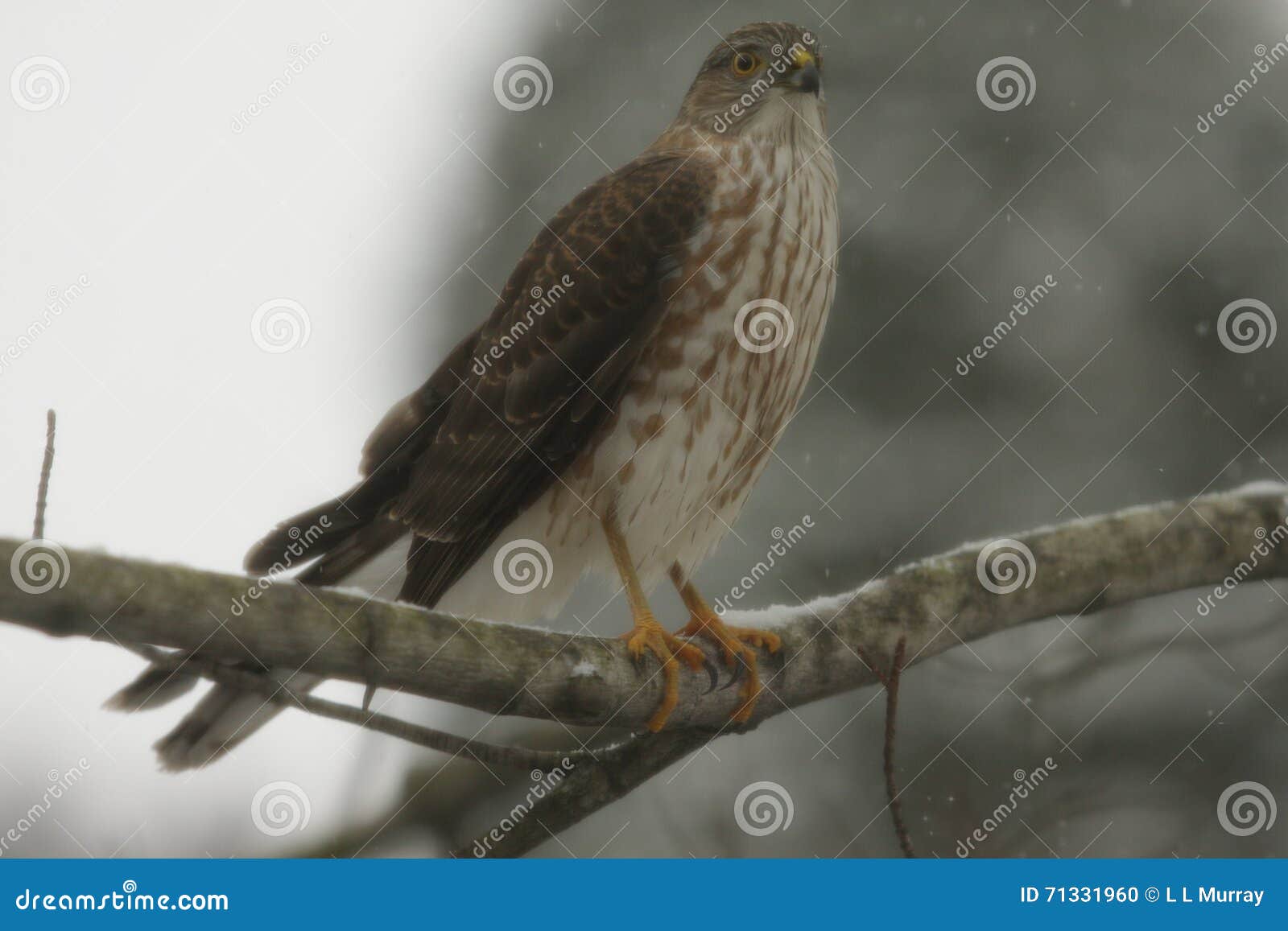 Coopers Hawk front view stock photo. Image of county - 71331960