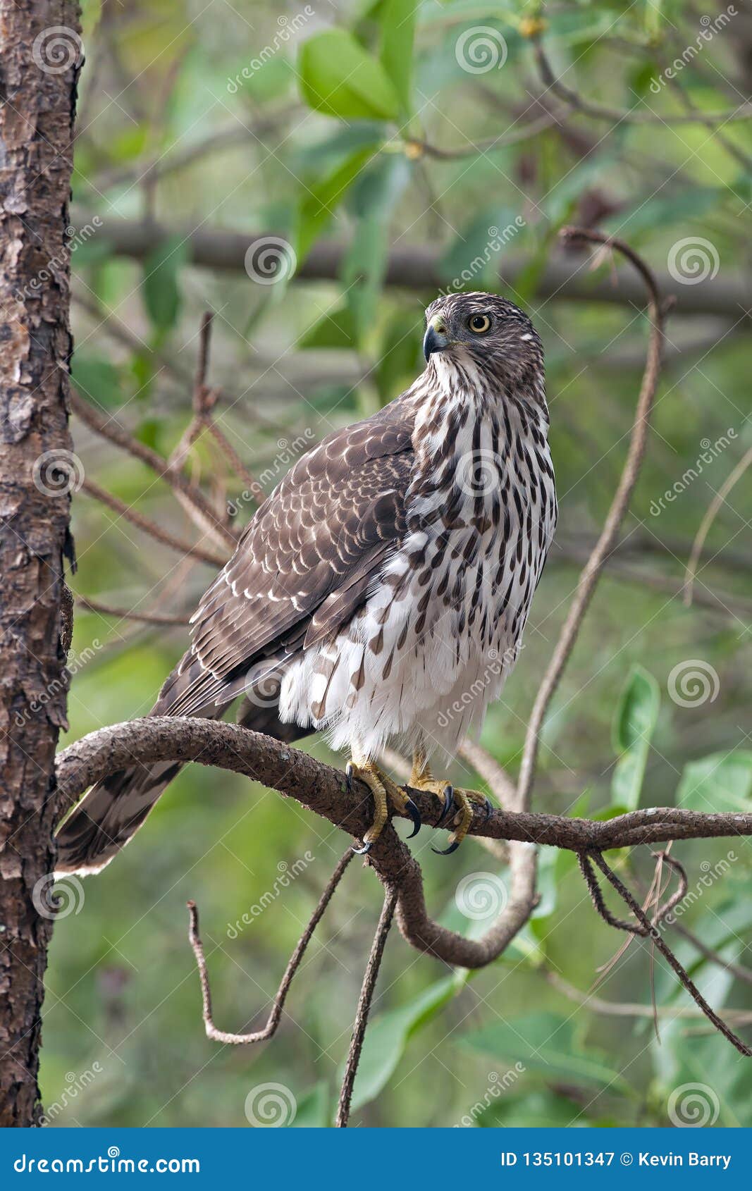 Coopers Hawk at Green Cay Wetlands, Florida Stock Image - Image of ...
