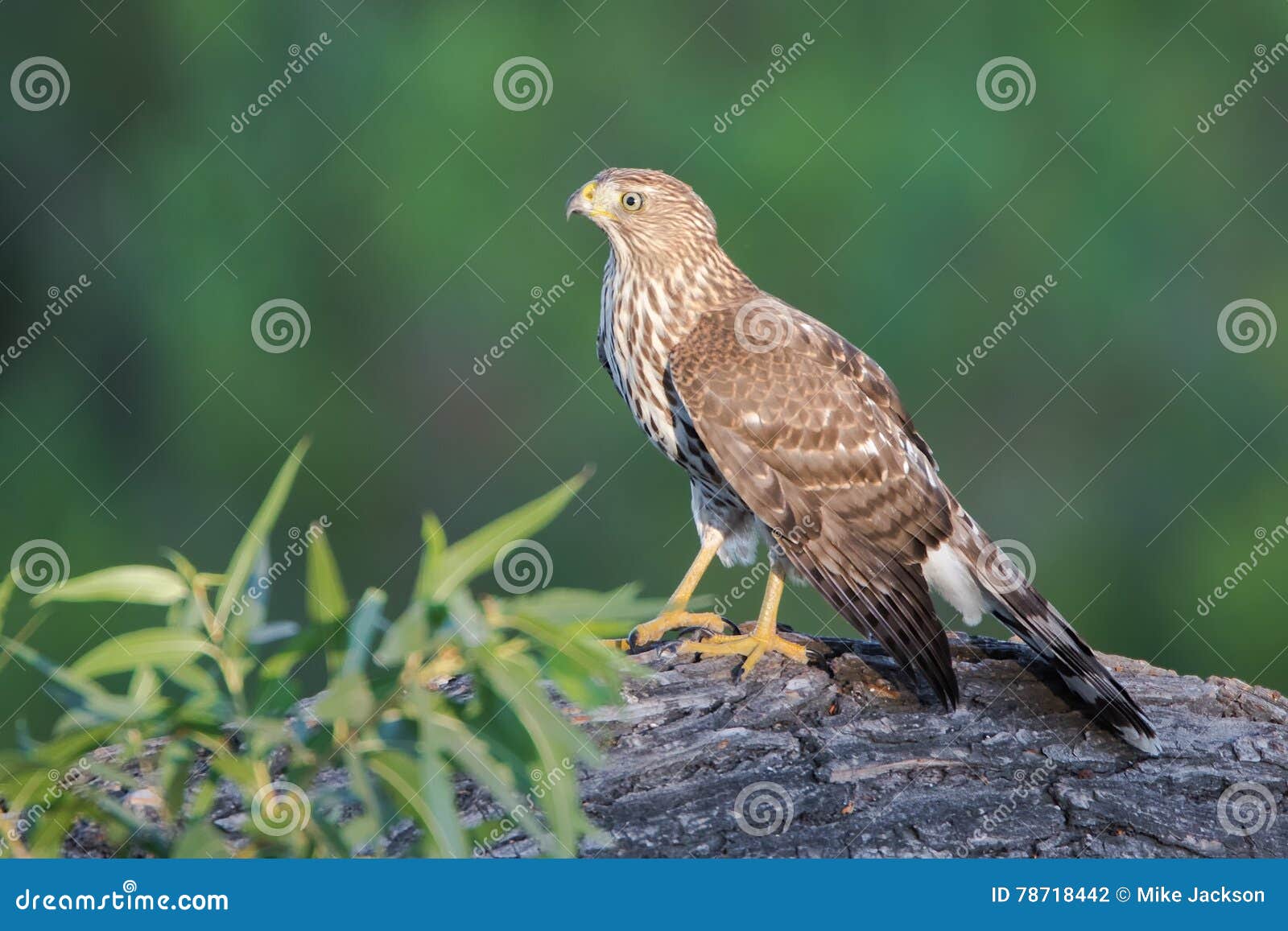 Coopers Hawk stock photo. Image of detail, narrows, nature - 78718442