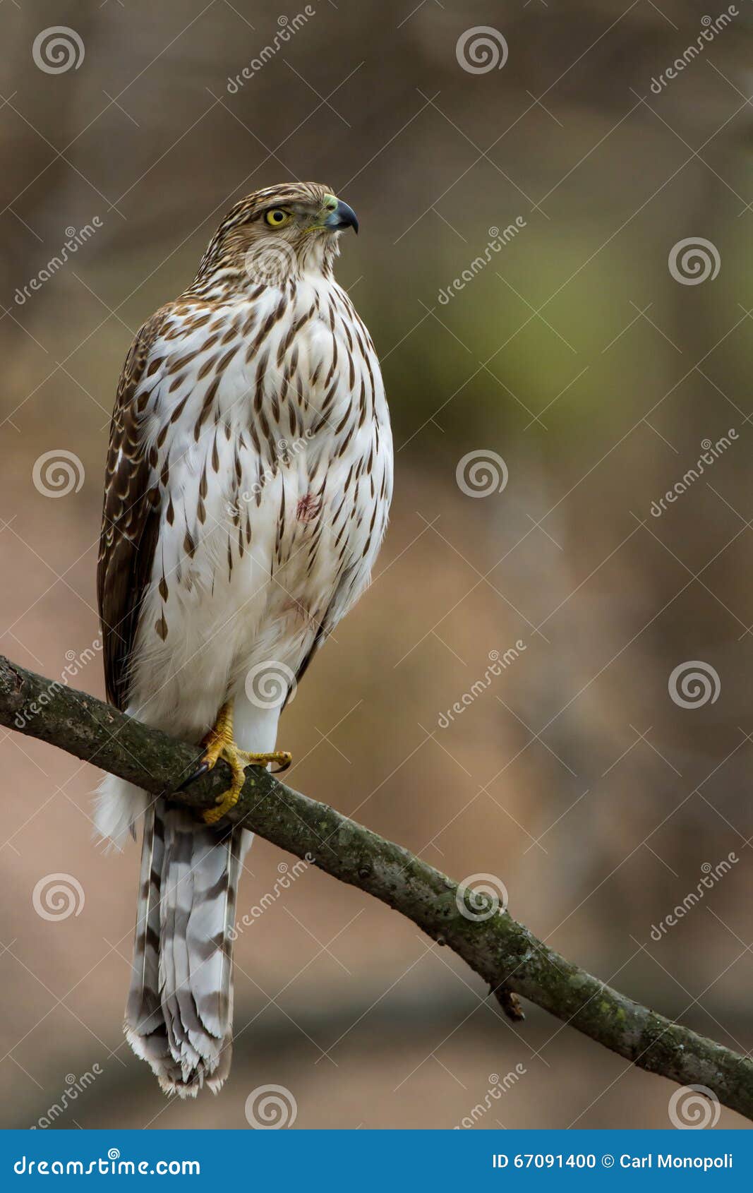 Coopers Hawk perched stock photo. Image of wild, coopers - 67091400