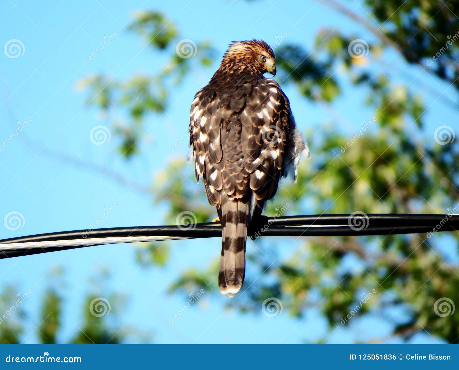 Coopers Hawk Perched on an Electric Wire Stock Photo - Image of wild ...