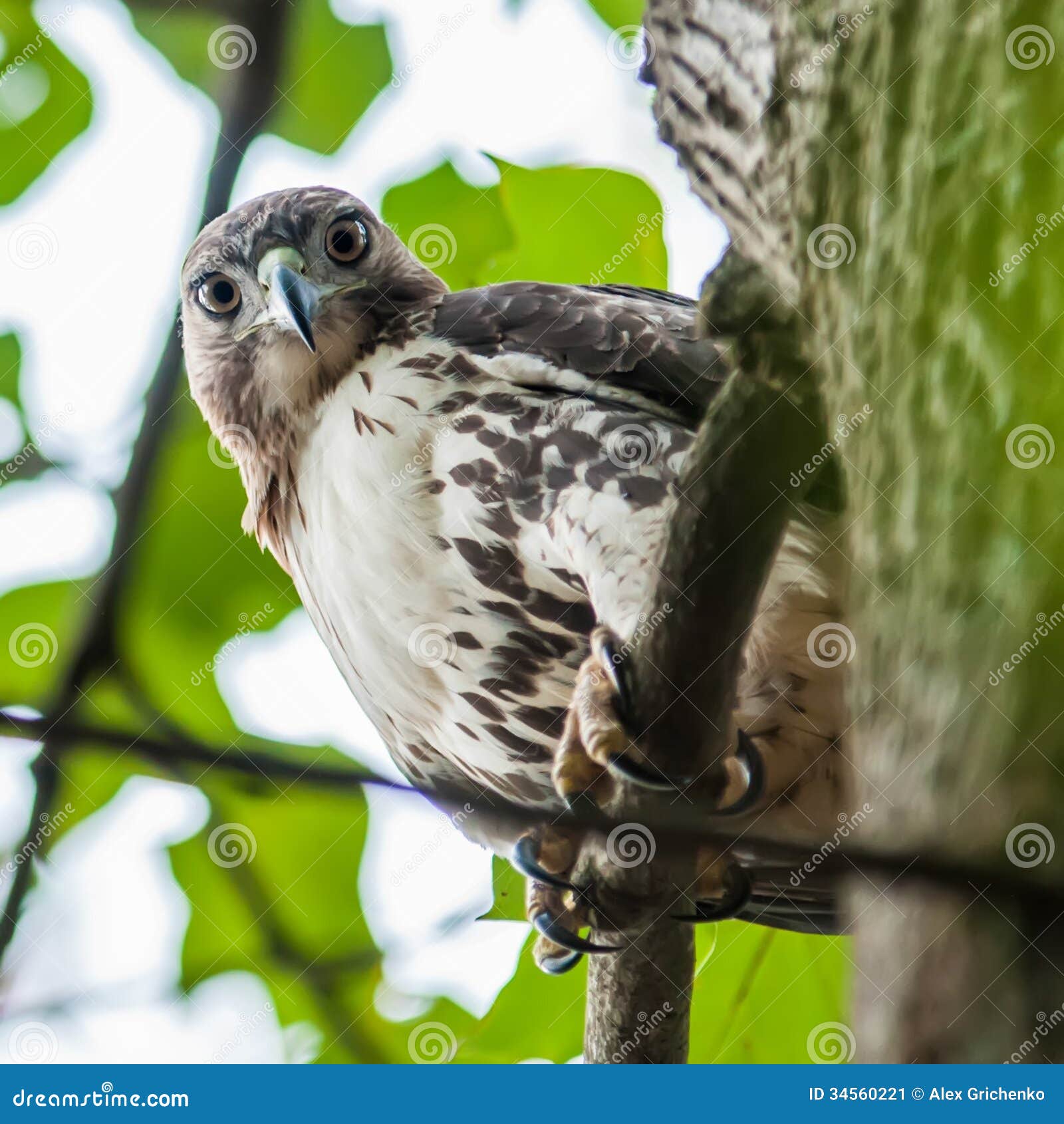 Coopers Hawk Perched on Tree Watching Stock Image - Image of coopers ...