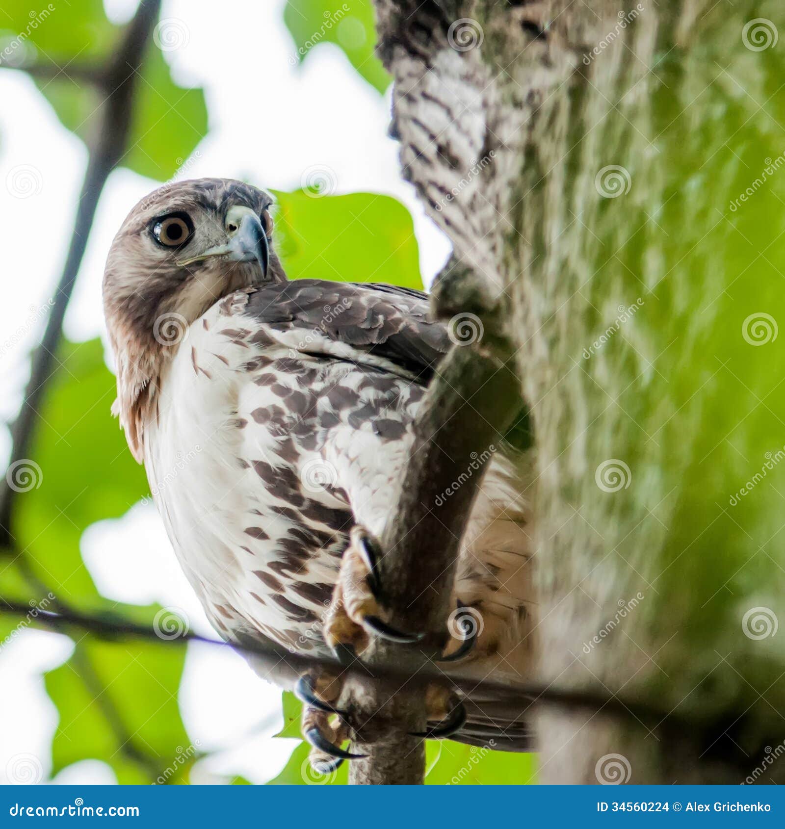 Coopers Hawk Perched on Tree Watching Stock Photo - Image of animal ...