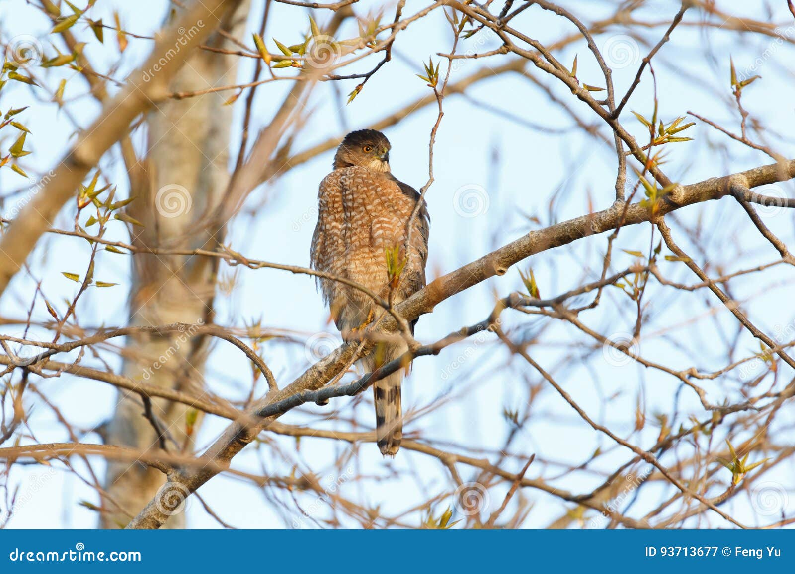 Coopers Hawk Perched on Tree Stock Image - Image of bird, prey: 93713677