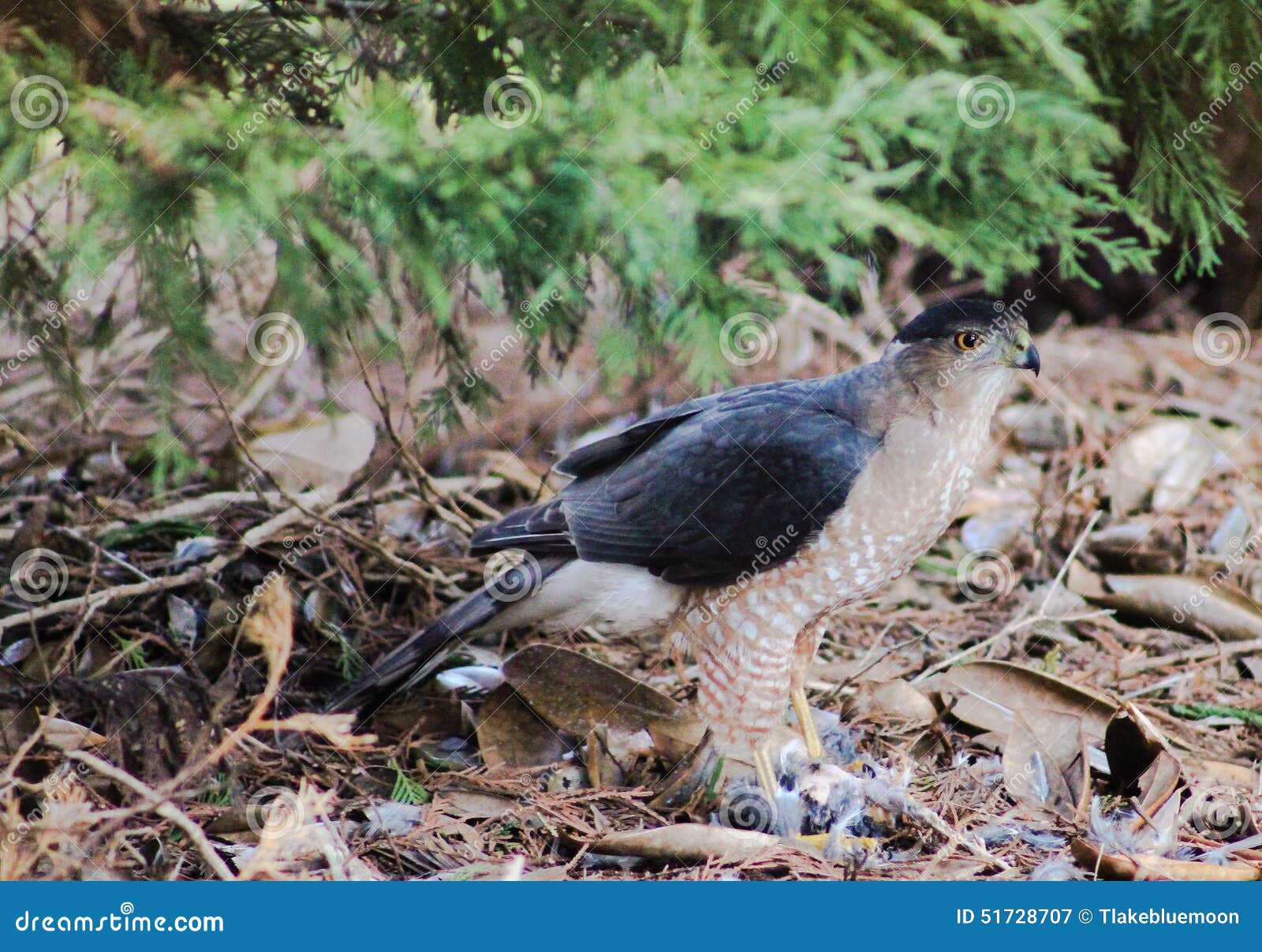 Coopers Hawk with Prey Feathers Stock Image - Image of cooperil ...