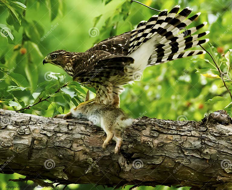 Coopers Hawk with Rabbit Kill Stock Image - Image of nature, office ...