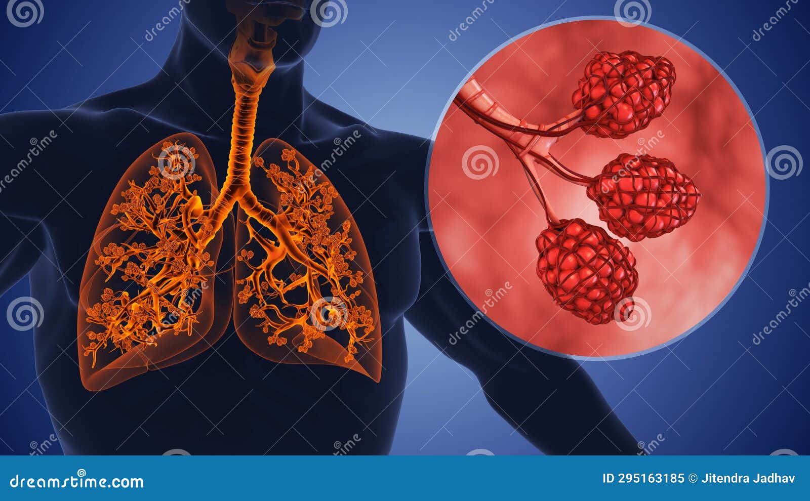 Alveoli and the Bronchial Tree in the Human Respiratory System Stock ...
