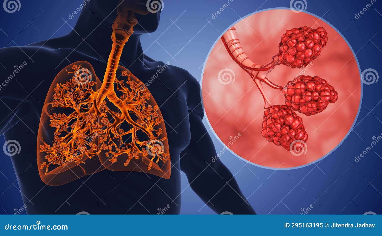 Alveoli and the Bronchial Tree in the Human Respiratory System Stock ...