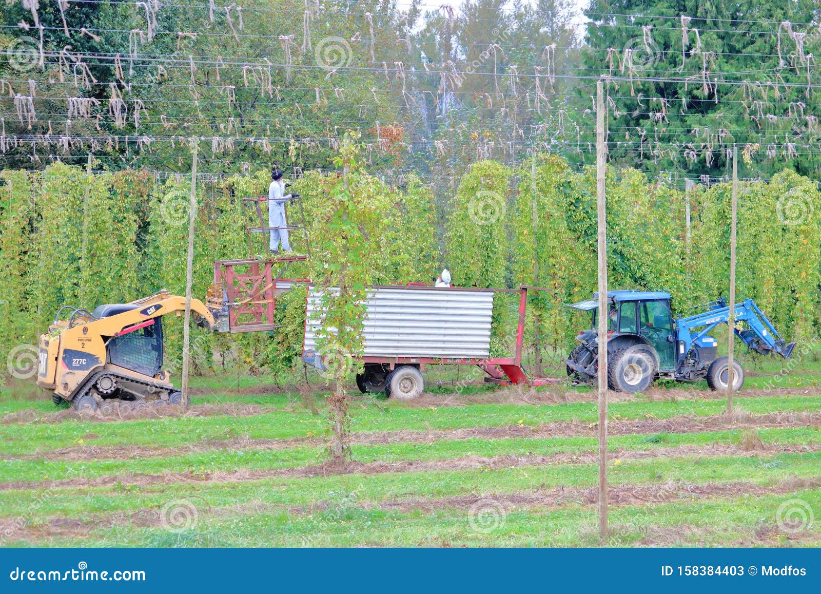 Teamwork and Harvesting Hops Editorial Stock Photo - Image of canadian ...