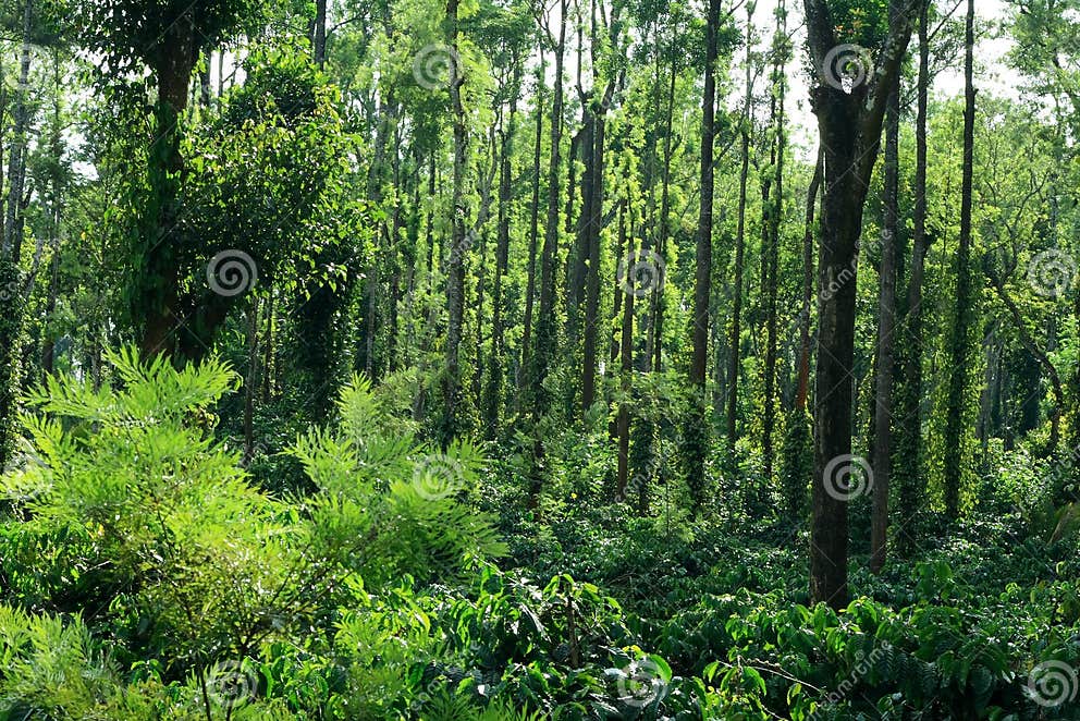 Coorg Coffee Plantation-II stock image. Image of trees - 3934183