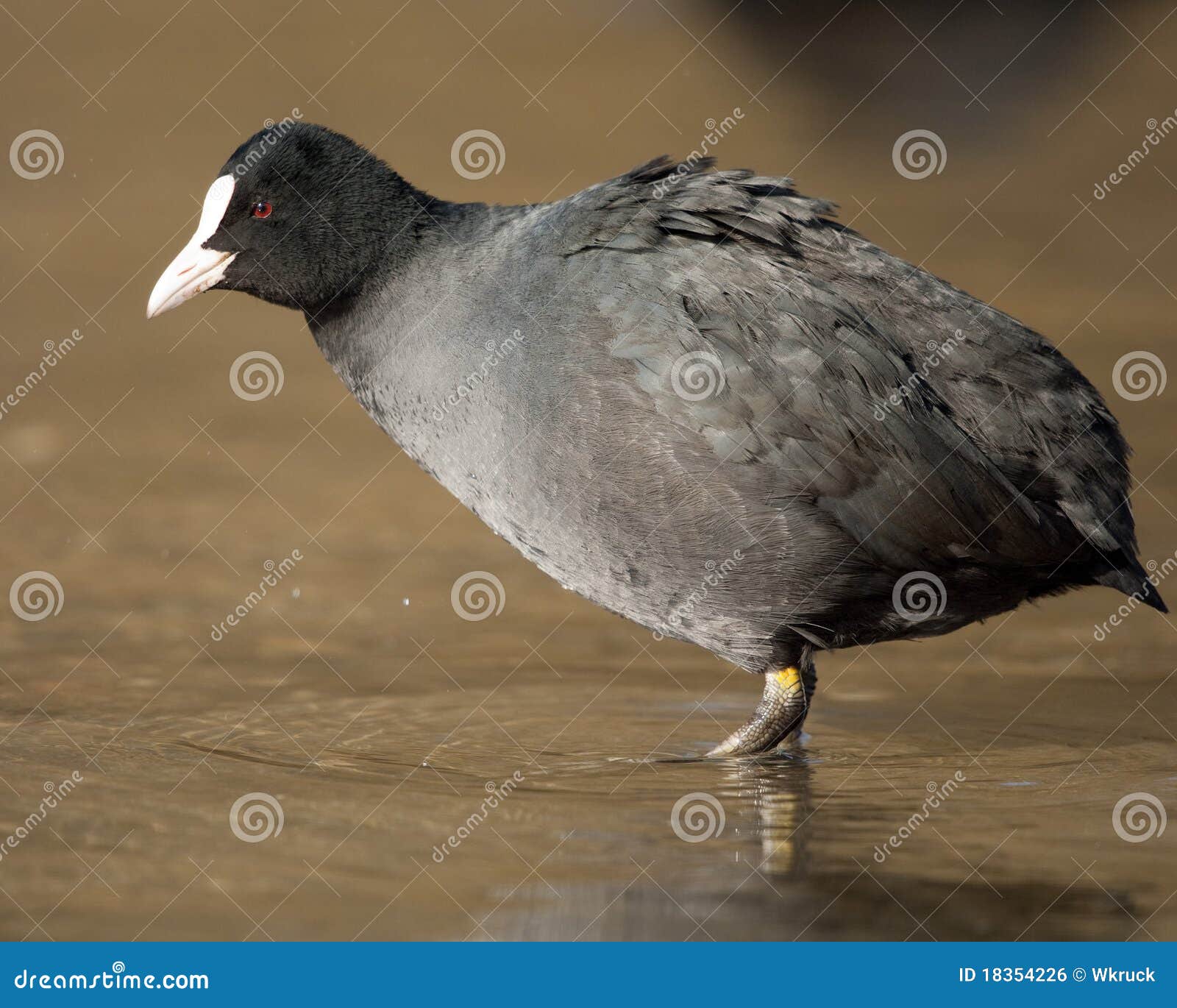 Coot stock photo. Image of animal, lake, water, aves - 18354226
