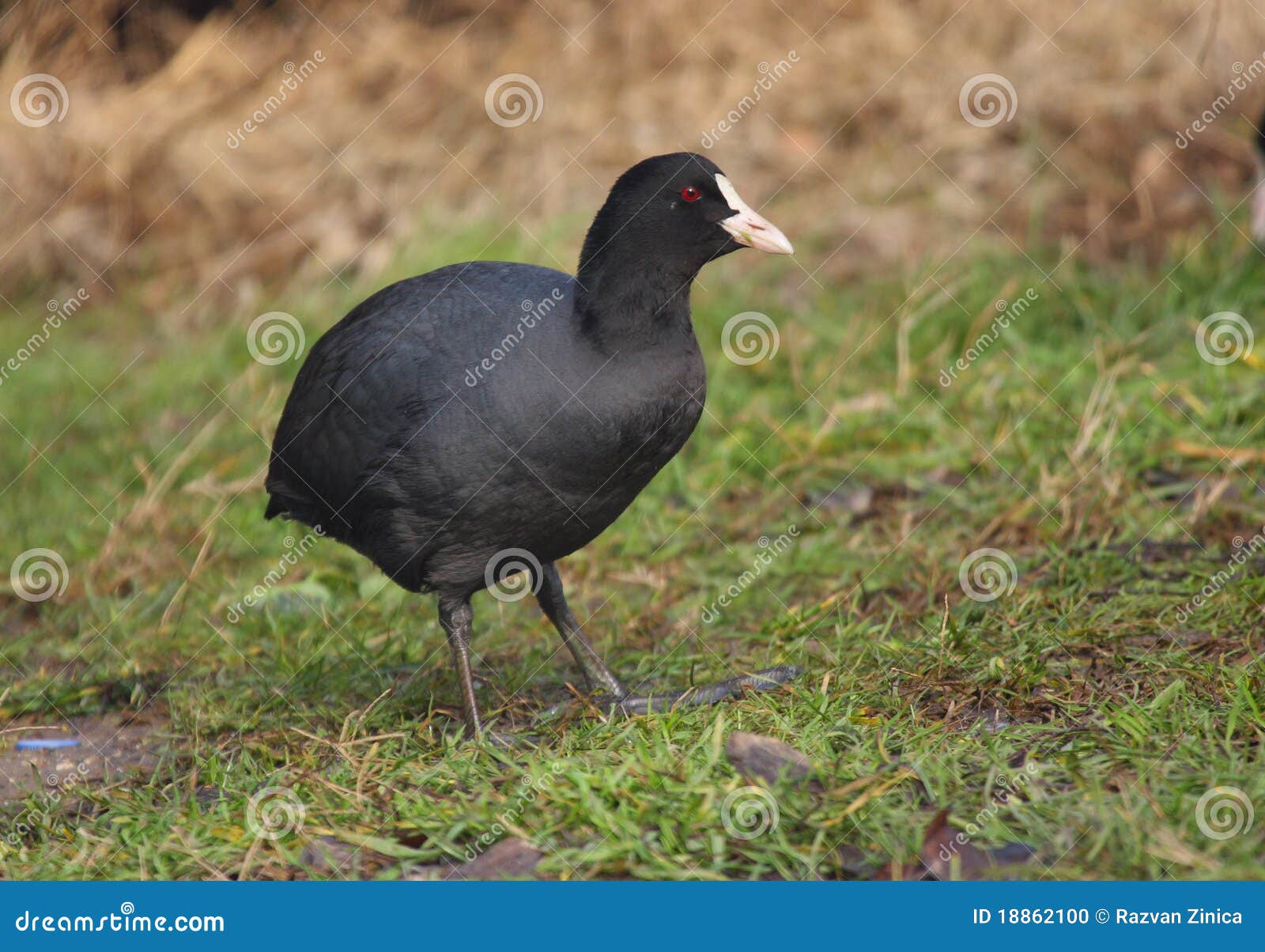 Coot stock photo. Image of atra, omnivorous, fish, wildlife - 18862100