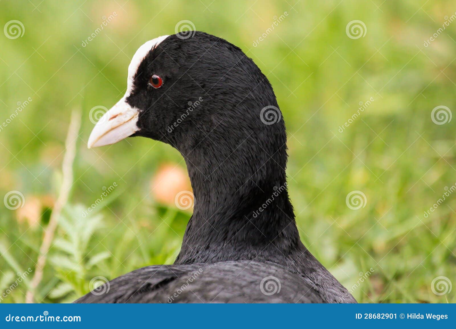 Coot bird stock image. Image of black, white, duck, closeup - 28682901