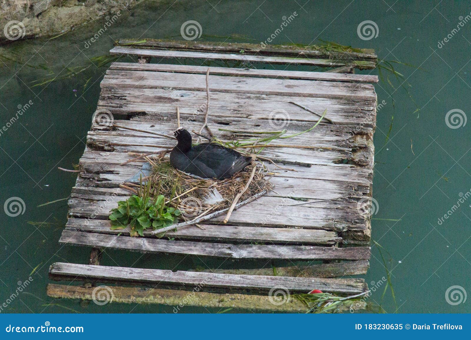 Coot Bird and Its Nest on a Wooden Raft Stock Image - Image of swim ...