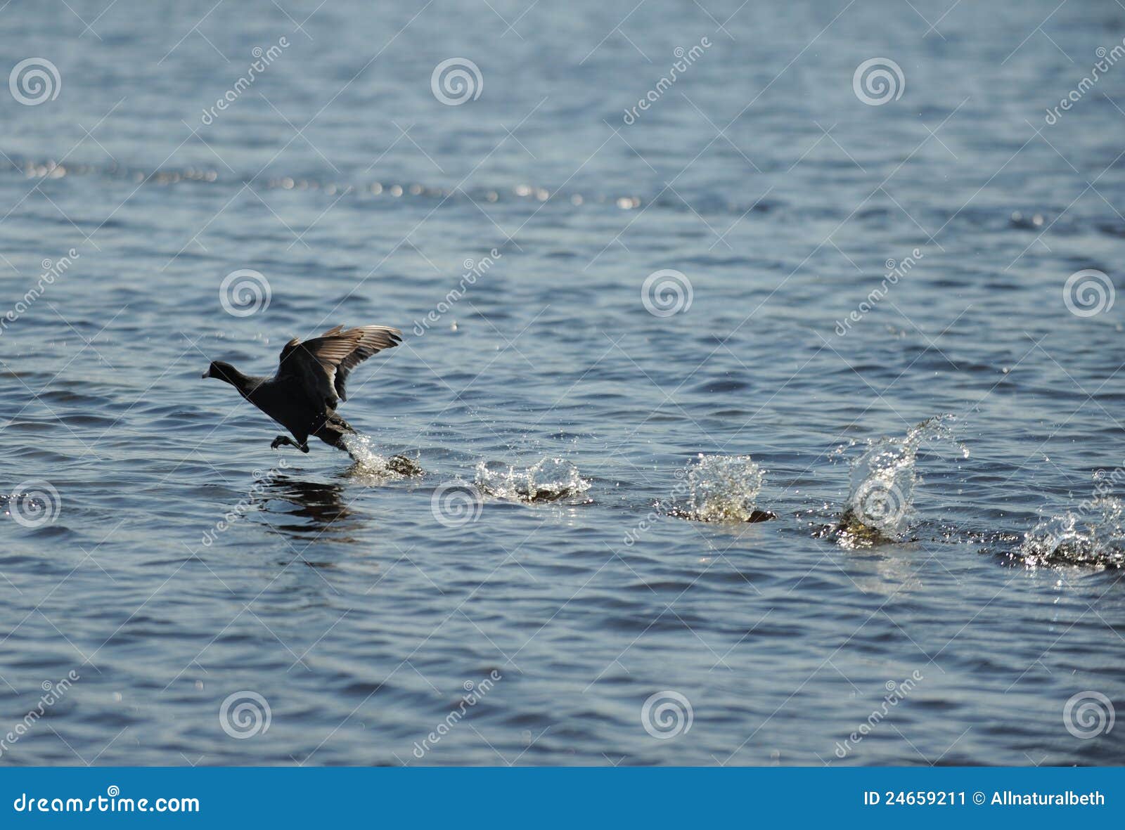 Coot bird landing on ocean stock image. Image of taking - 24659211