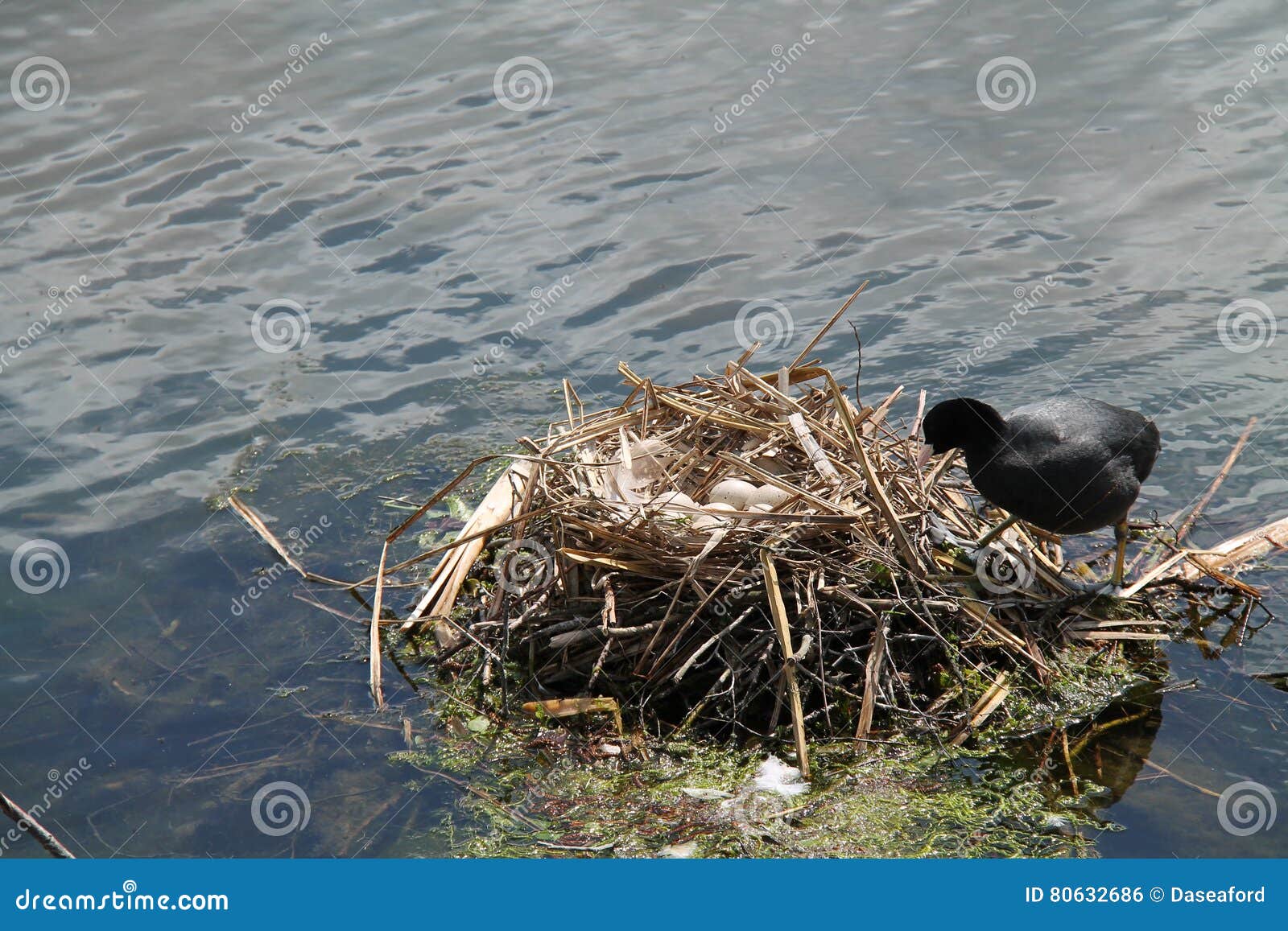 Coot Bird. stock photo. Image of nature, nurture, nest - 80632686