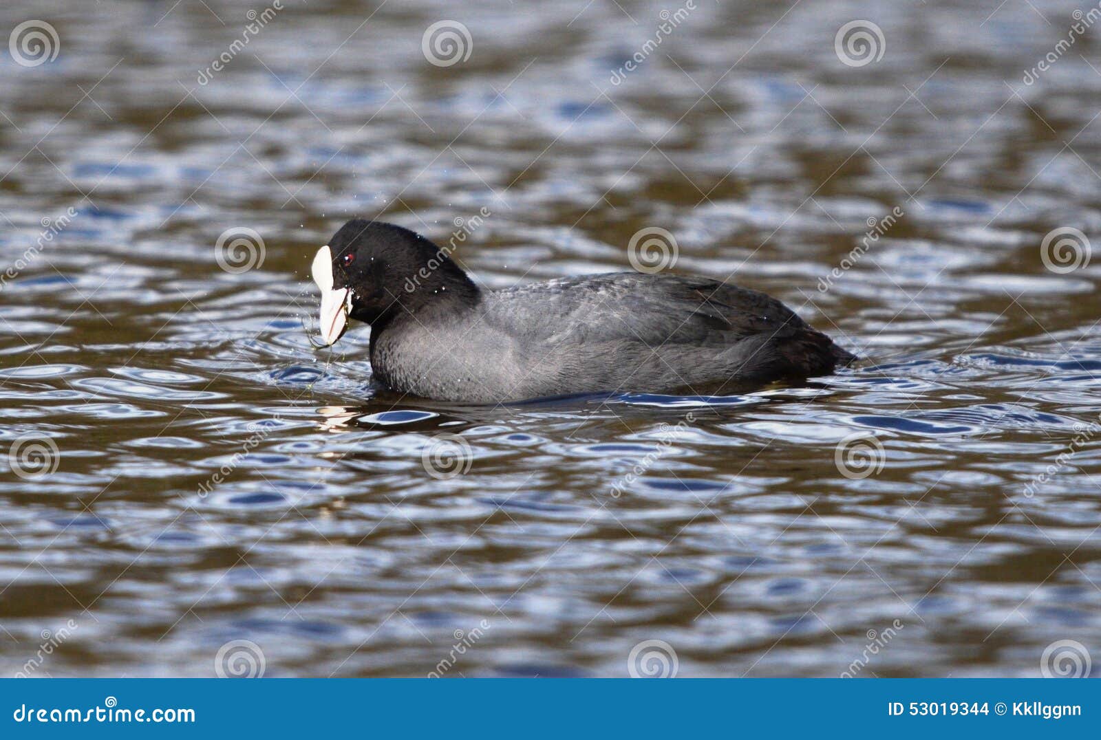 Coot stock photo. Image of bill, bend, denmark, beautiful - 53019344