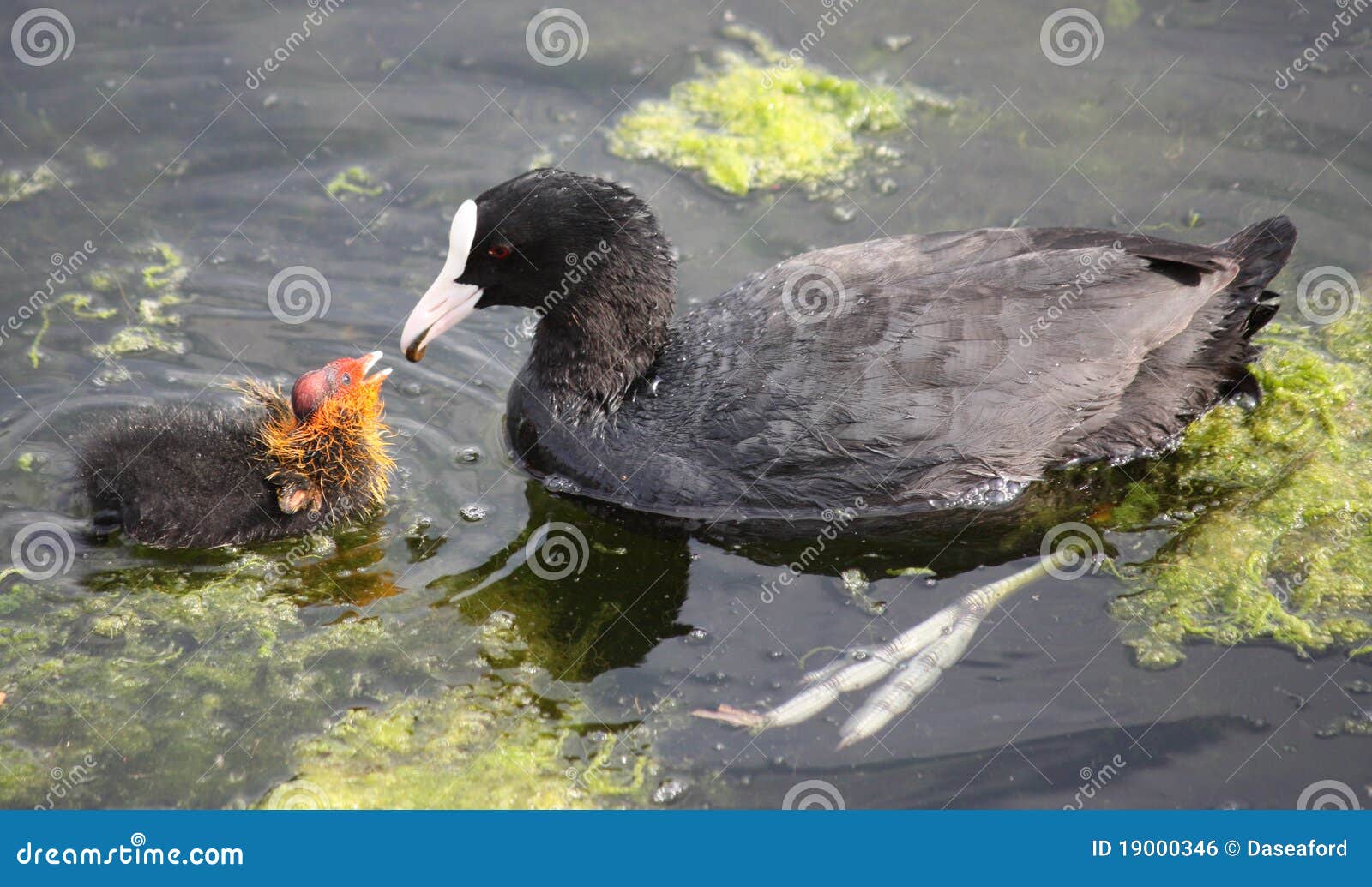 Coot with chick stock photo. Image of outdoors, country - 19000346