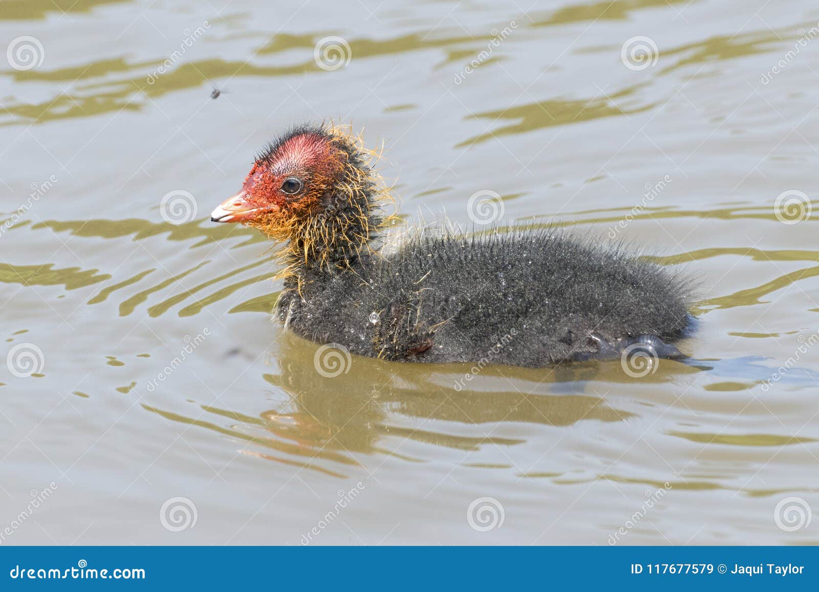 A coot chick on the water stock image. Image of small - 117677579